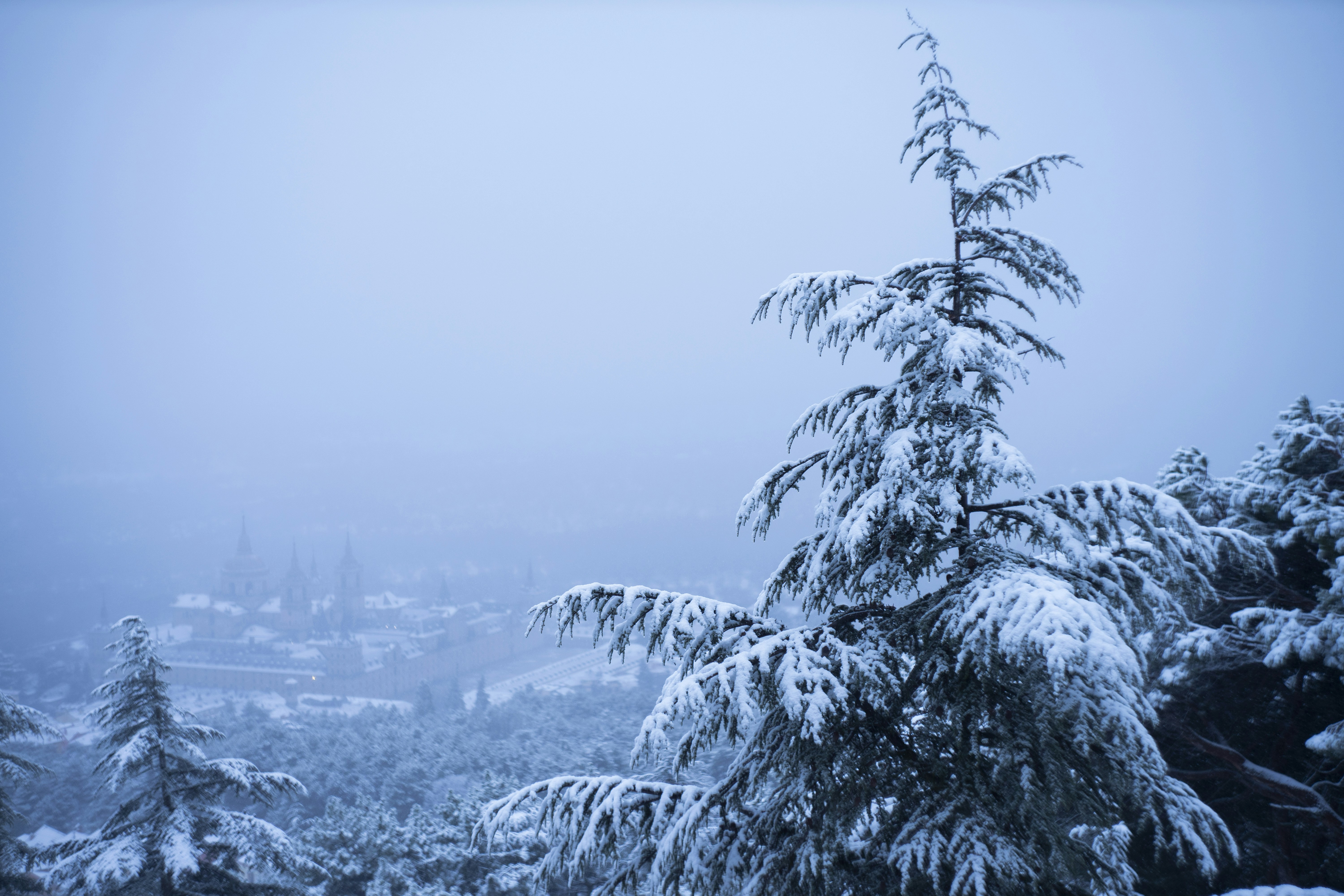 Snow-Laced Fir Against a Distant, Misty Village