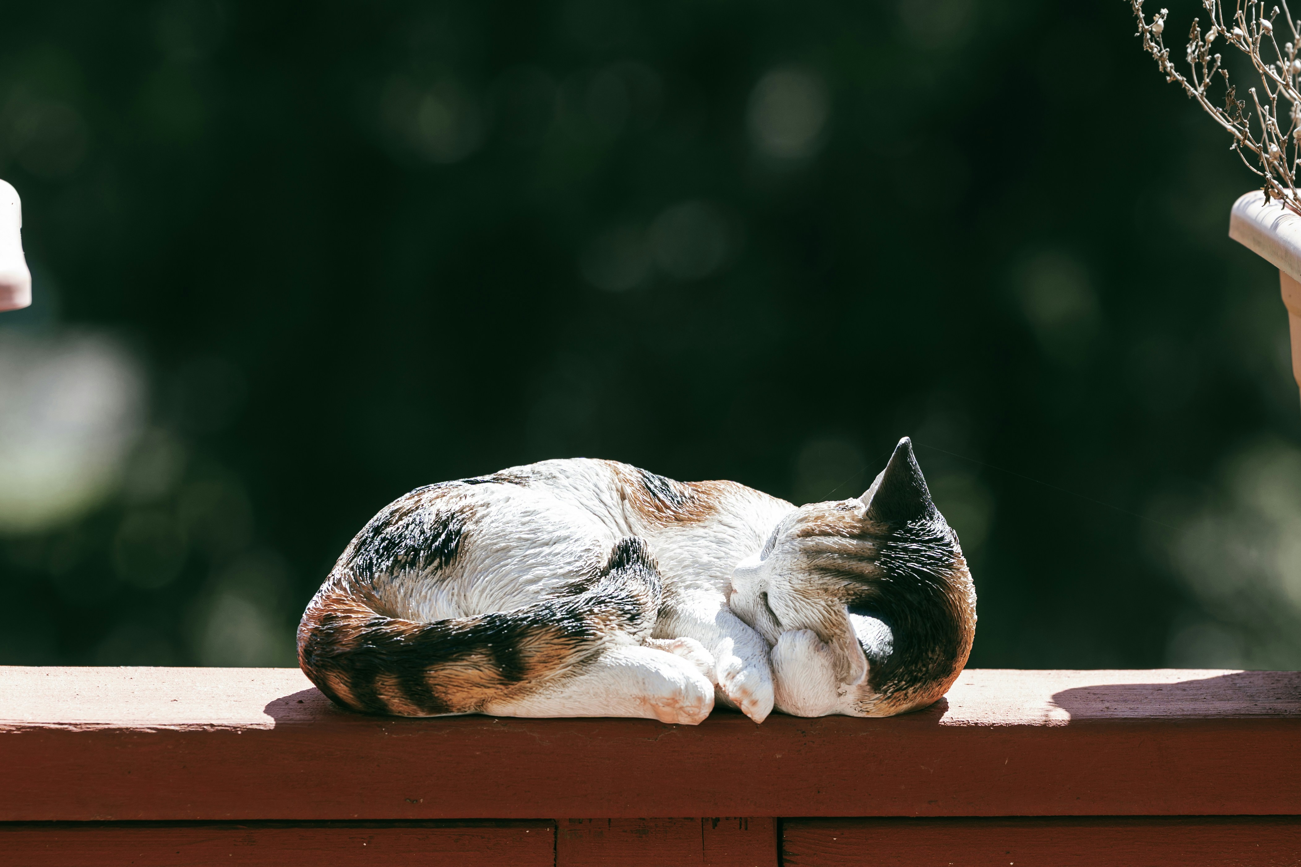 Sunlit Slumber on a Wooden Ledge