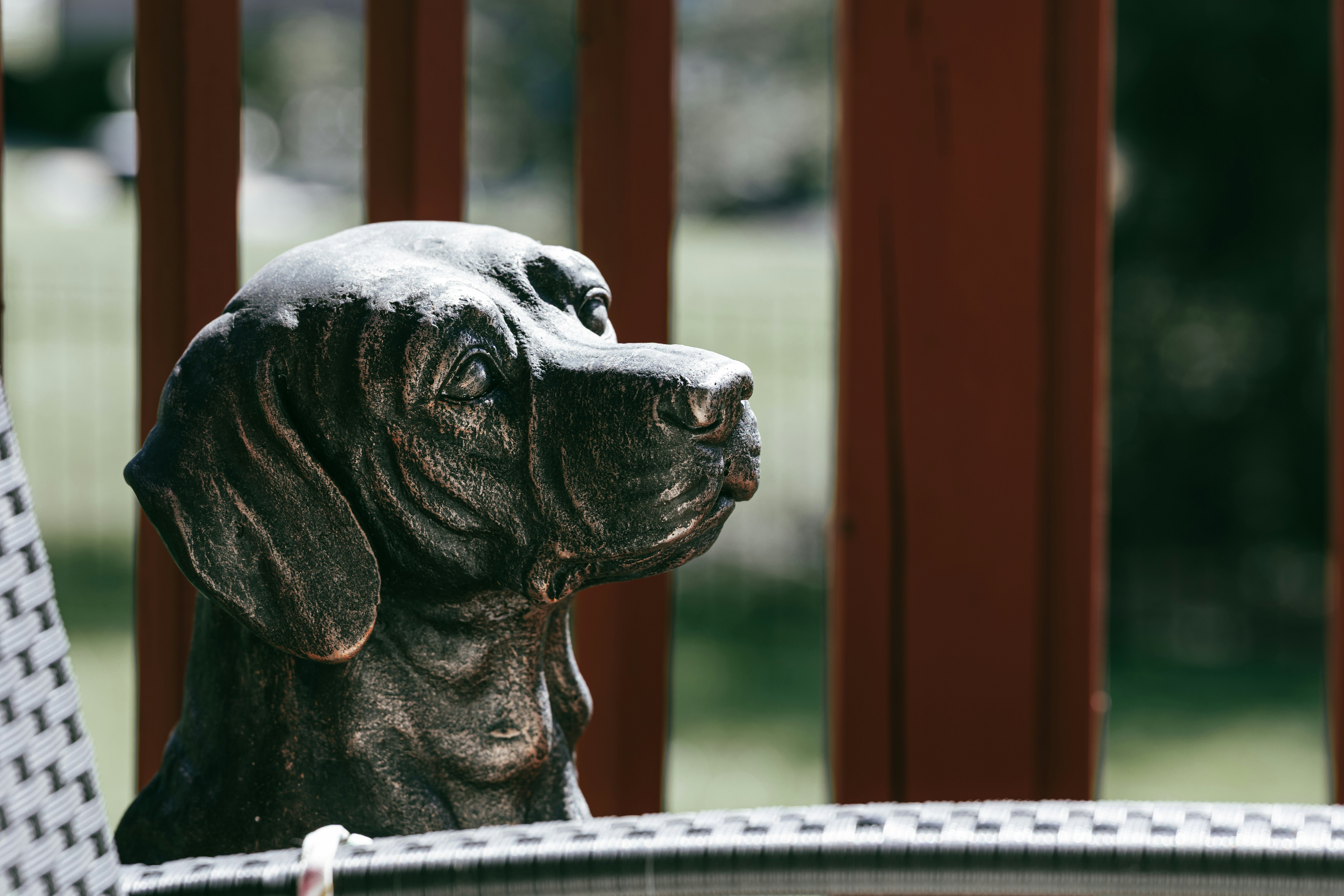 Quiet Stare Across the Patio: A Dog Behind Vertical Slats