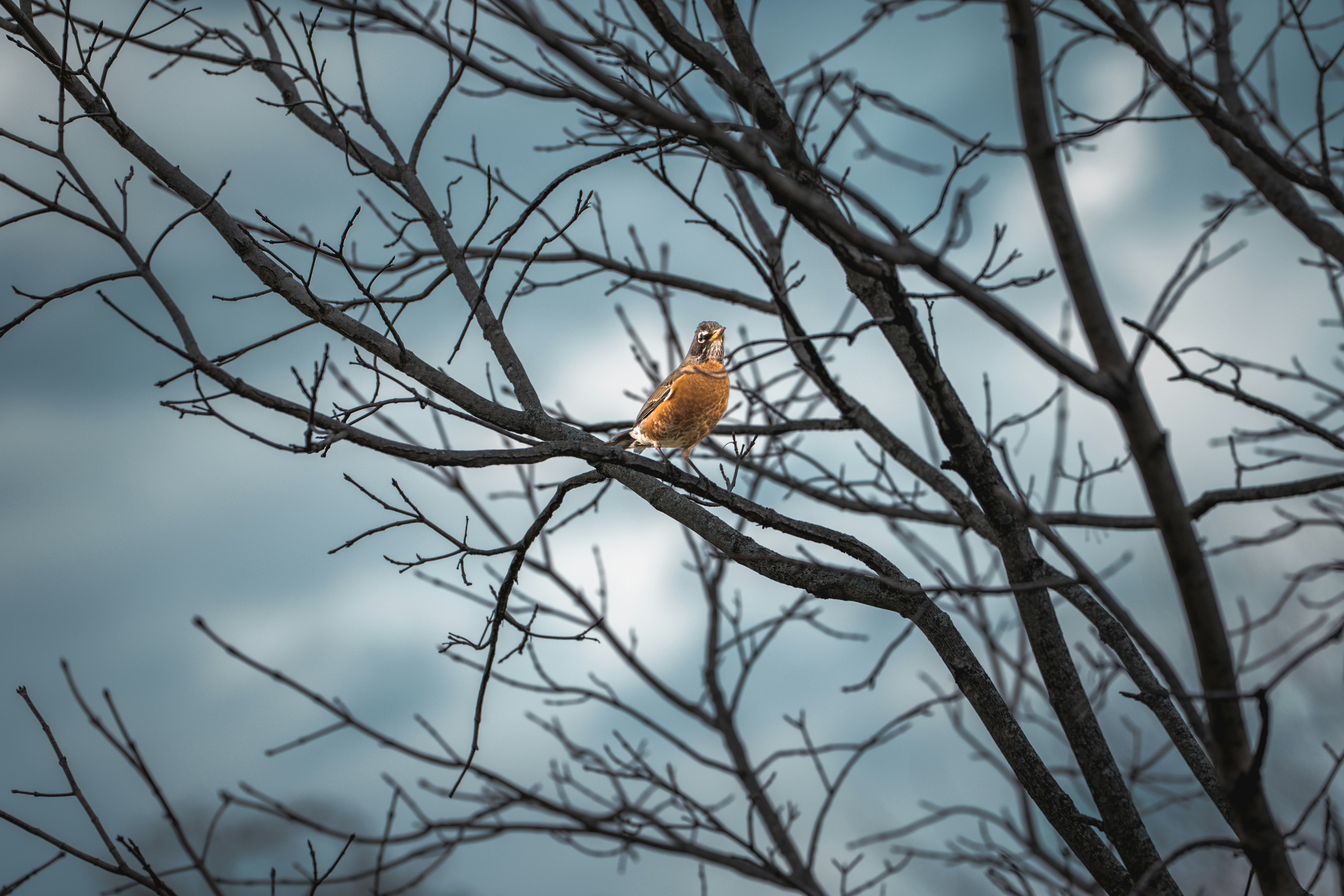 Seeking Sun on a Spindly Branch