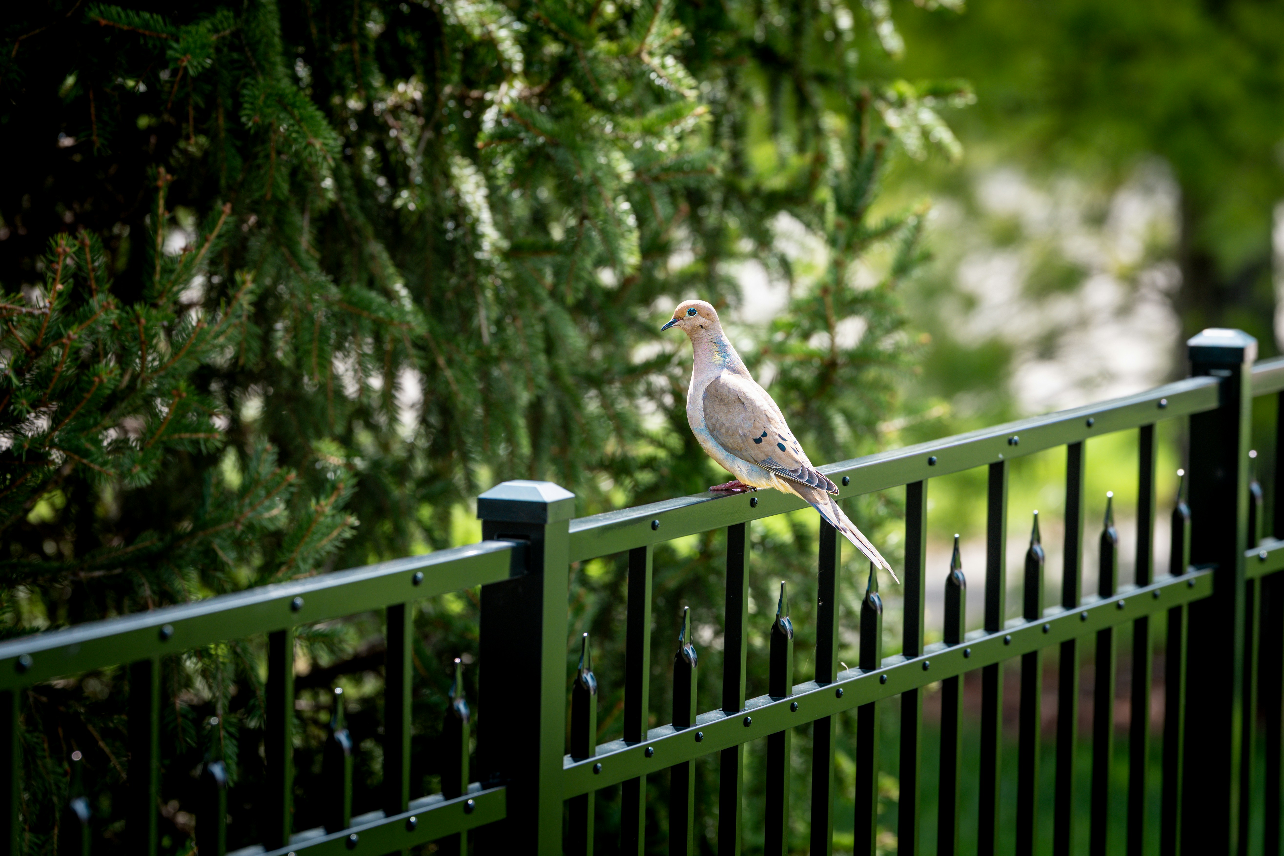 Pigeon Perch on a Galvanized Rail