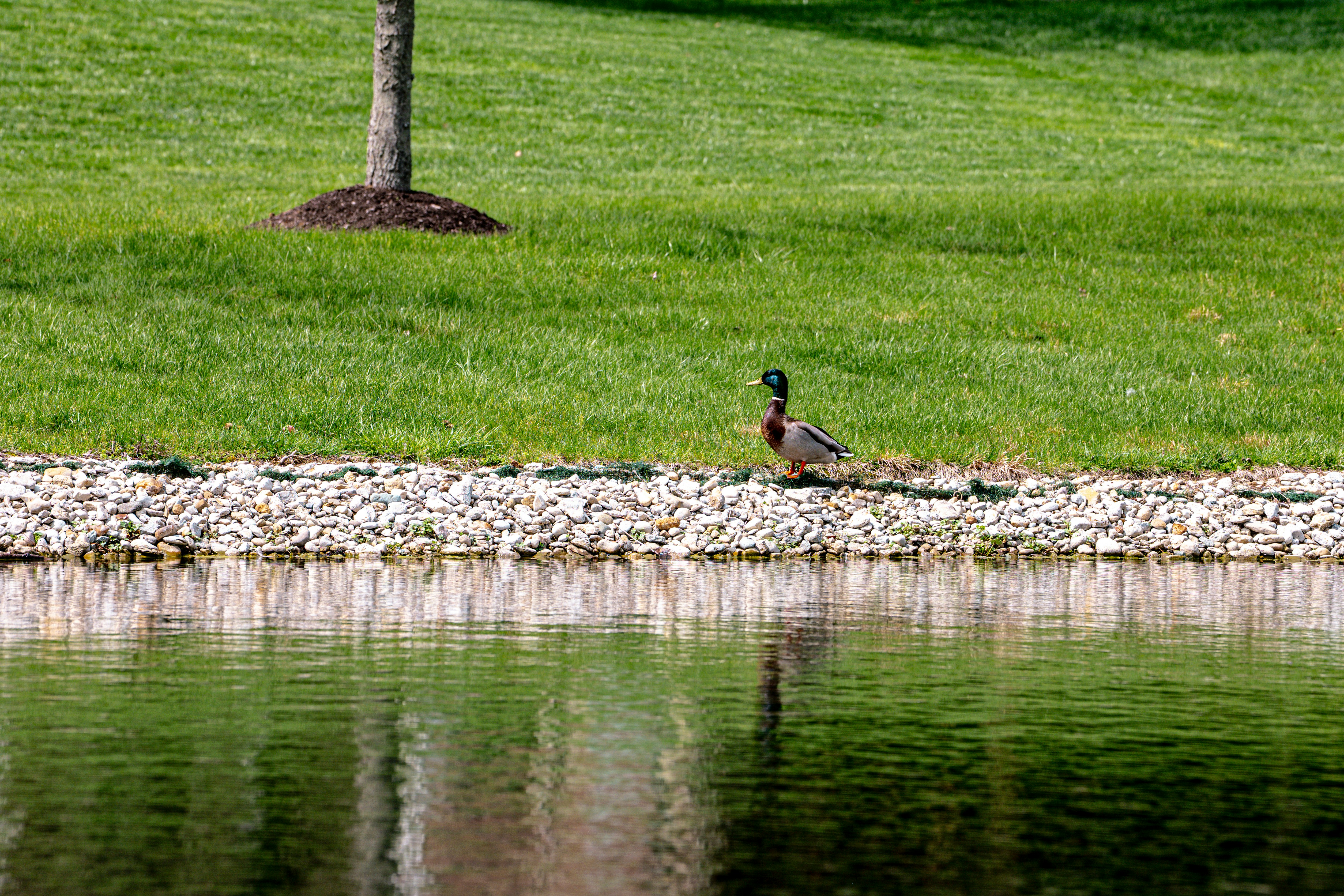 Mallard by the Riverside: A Quiet Moment on the Pebble Shore