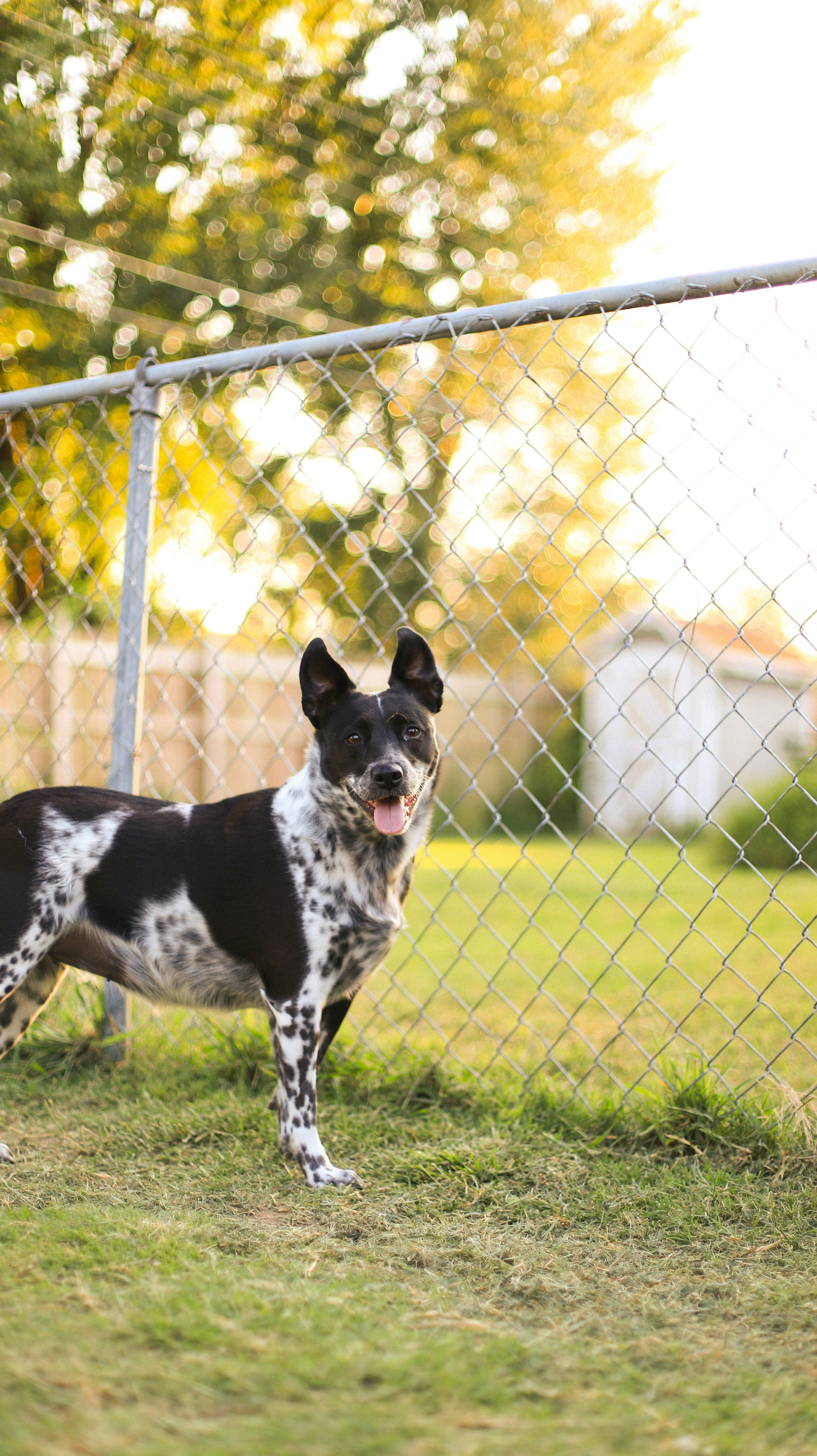 Fence, Field, and a joyful catch in late afternoon light