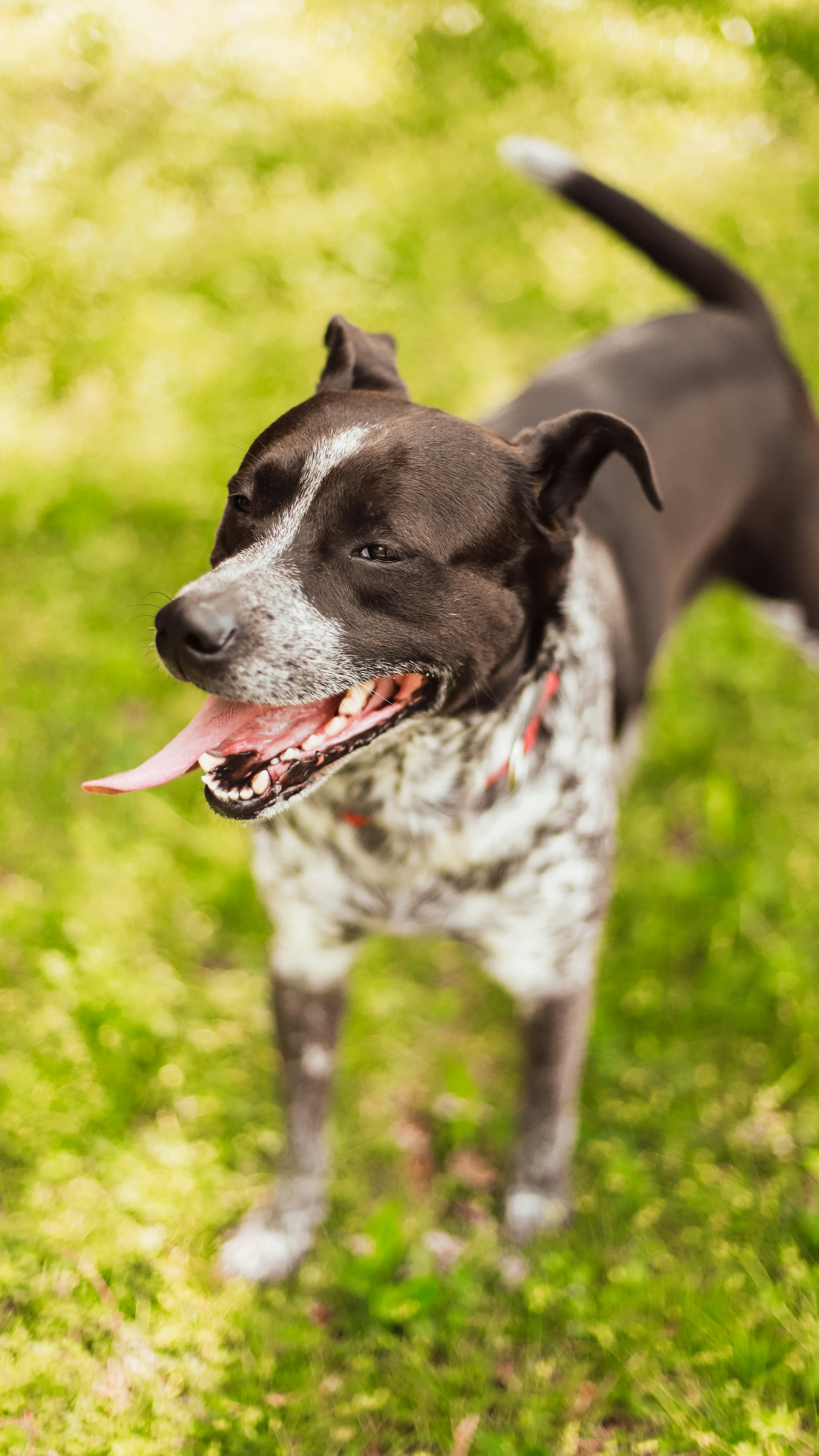 Energetic Hound in Sunlit Meadow