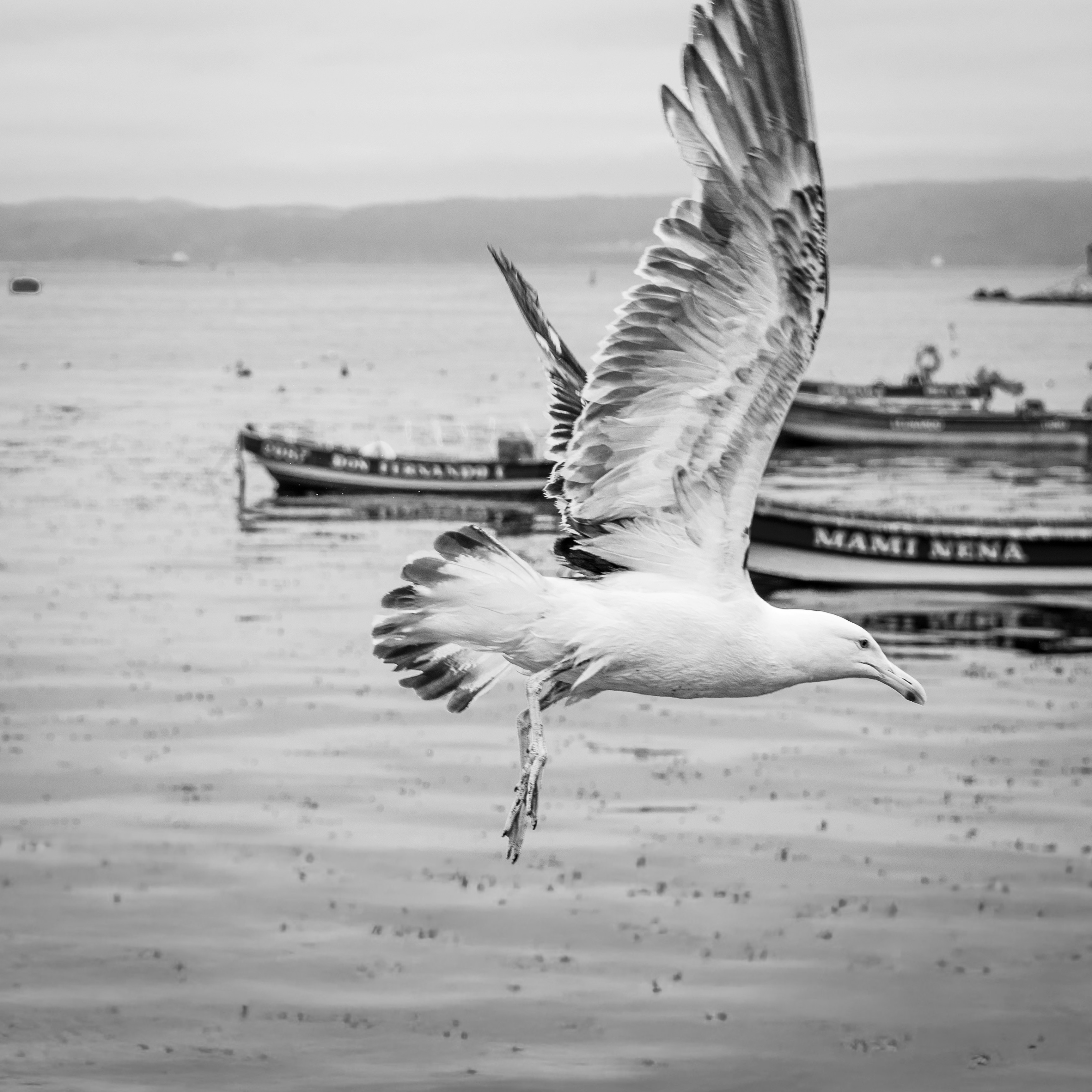 Seabird in Flight Over Tranquil Harbor