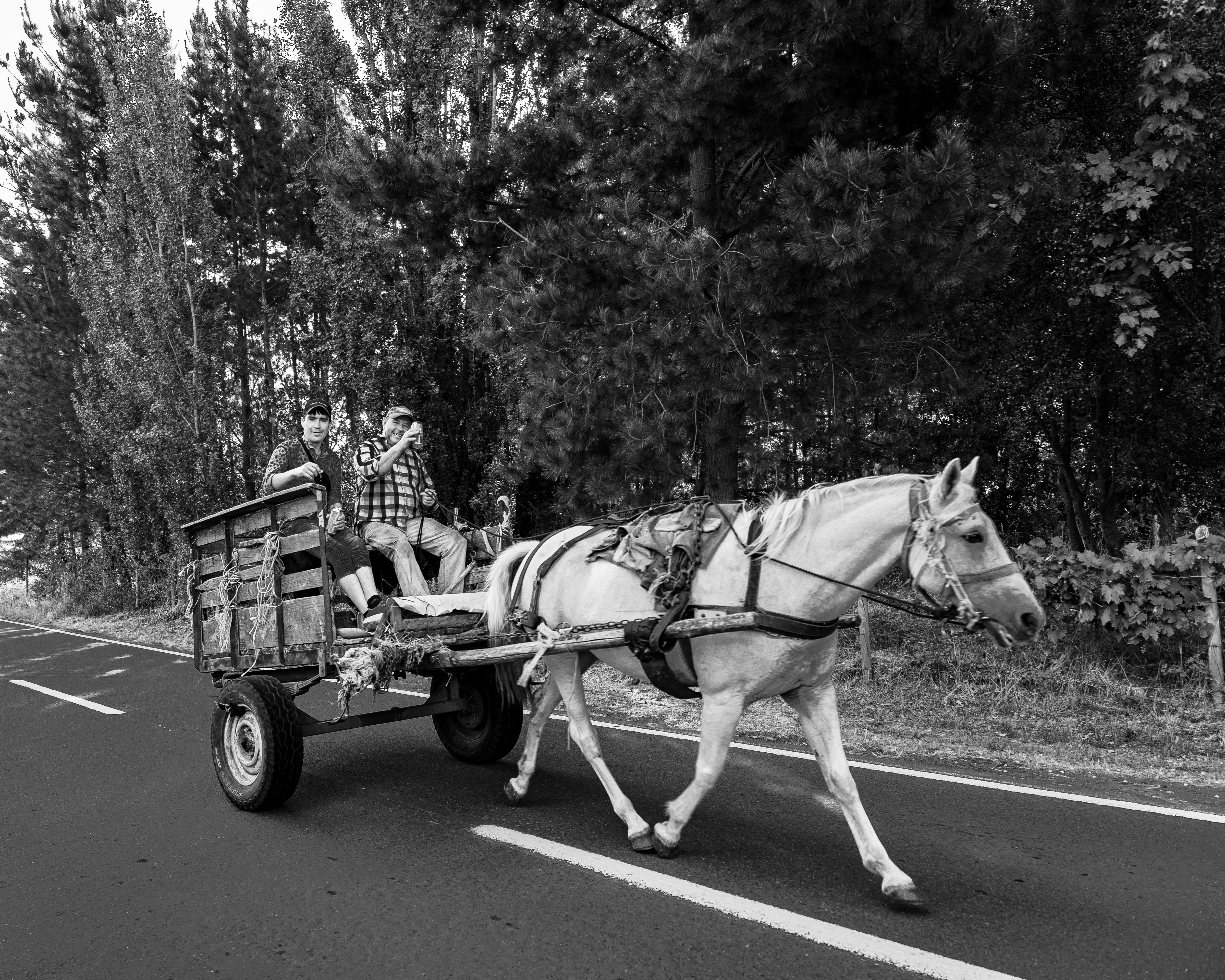 Horse-Drawn Cart on a Quiet Road