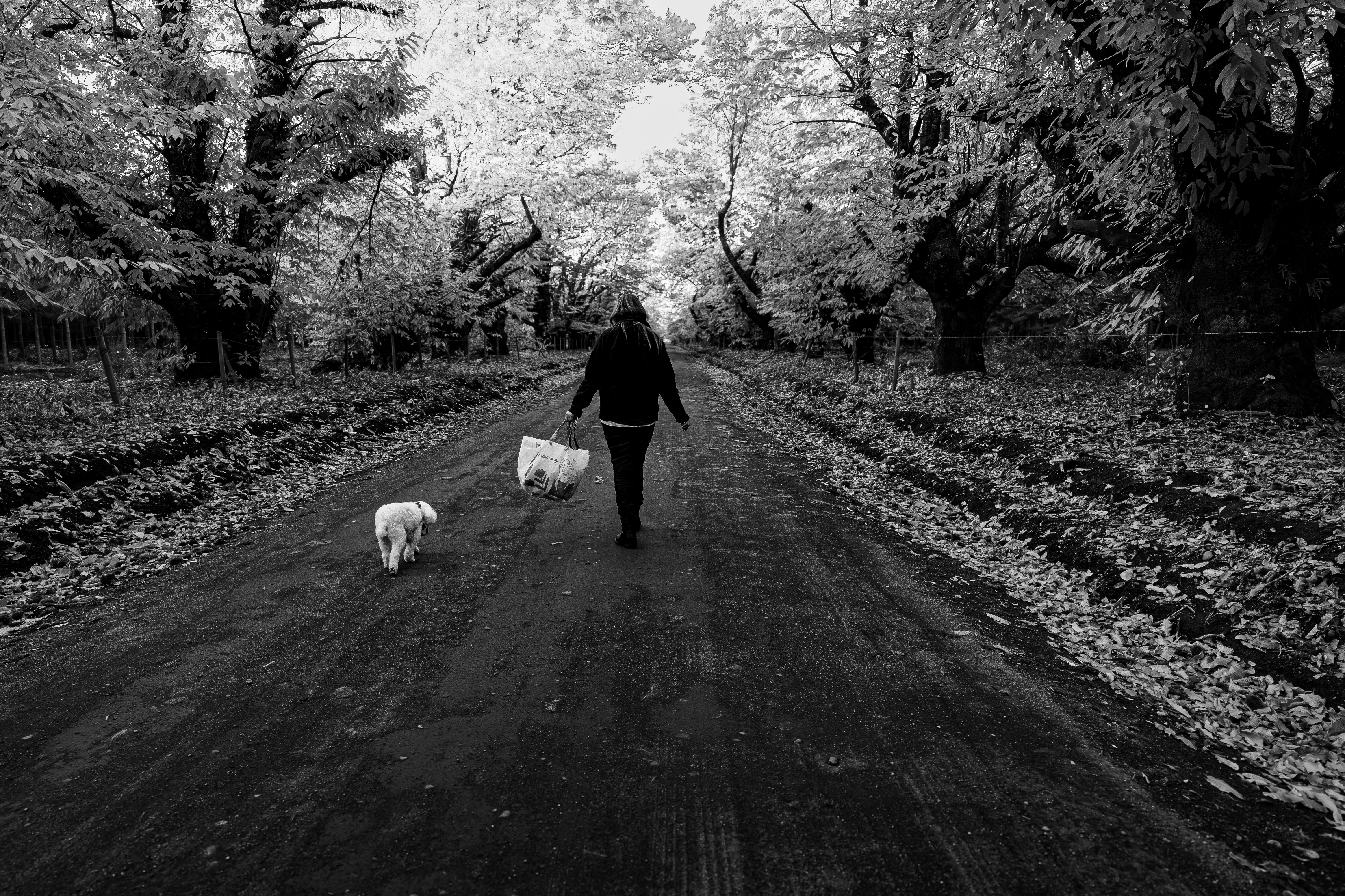A solitary walker with a companion in a leaf-littered avenue