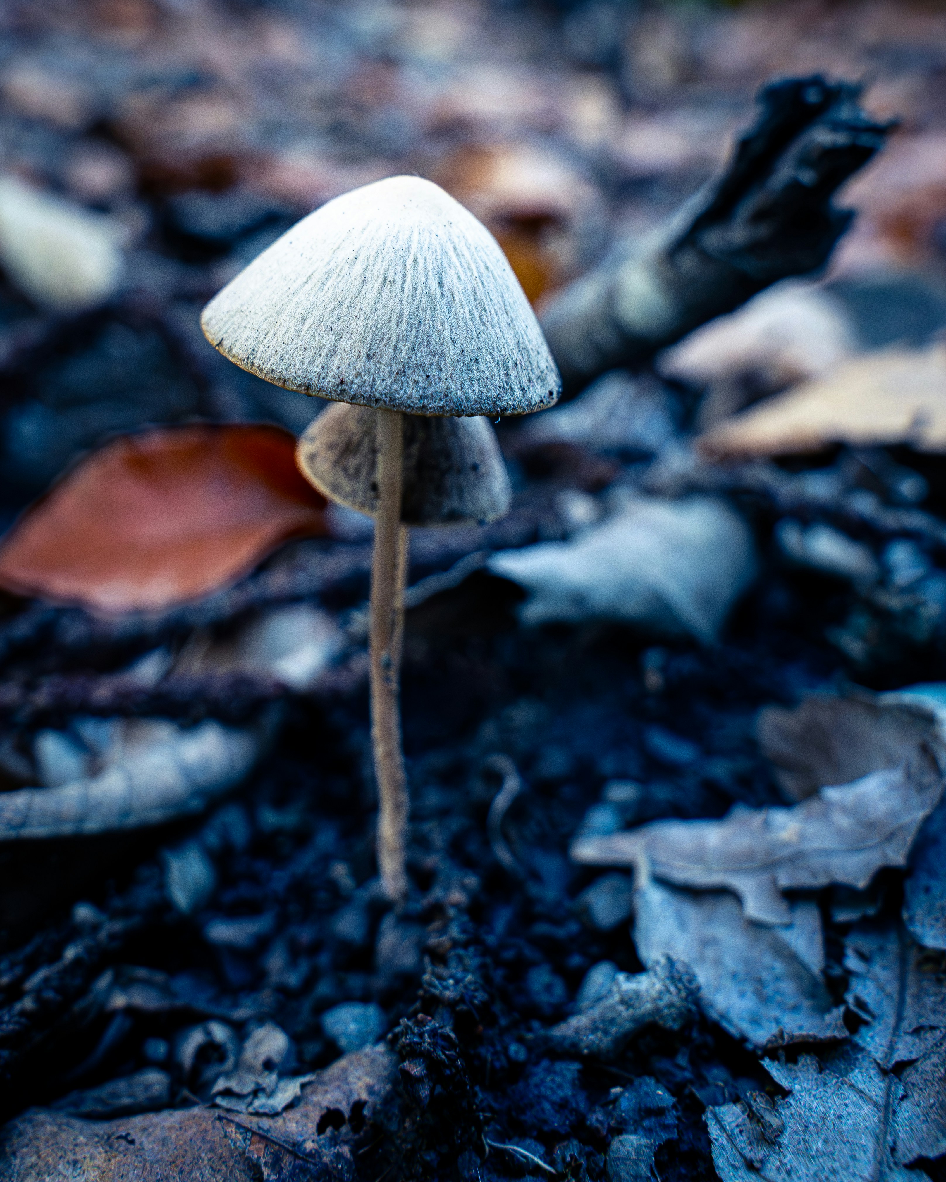 Mushroom Beacon in a Quiet Forest Floor