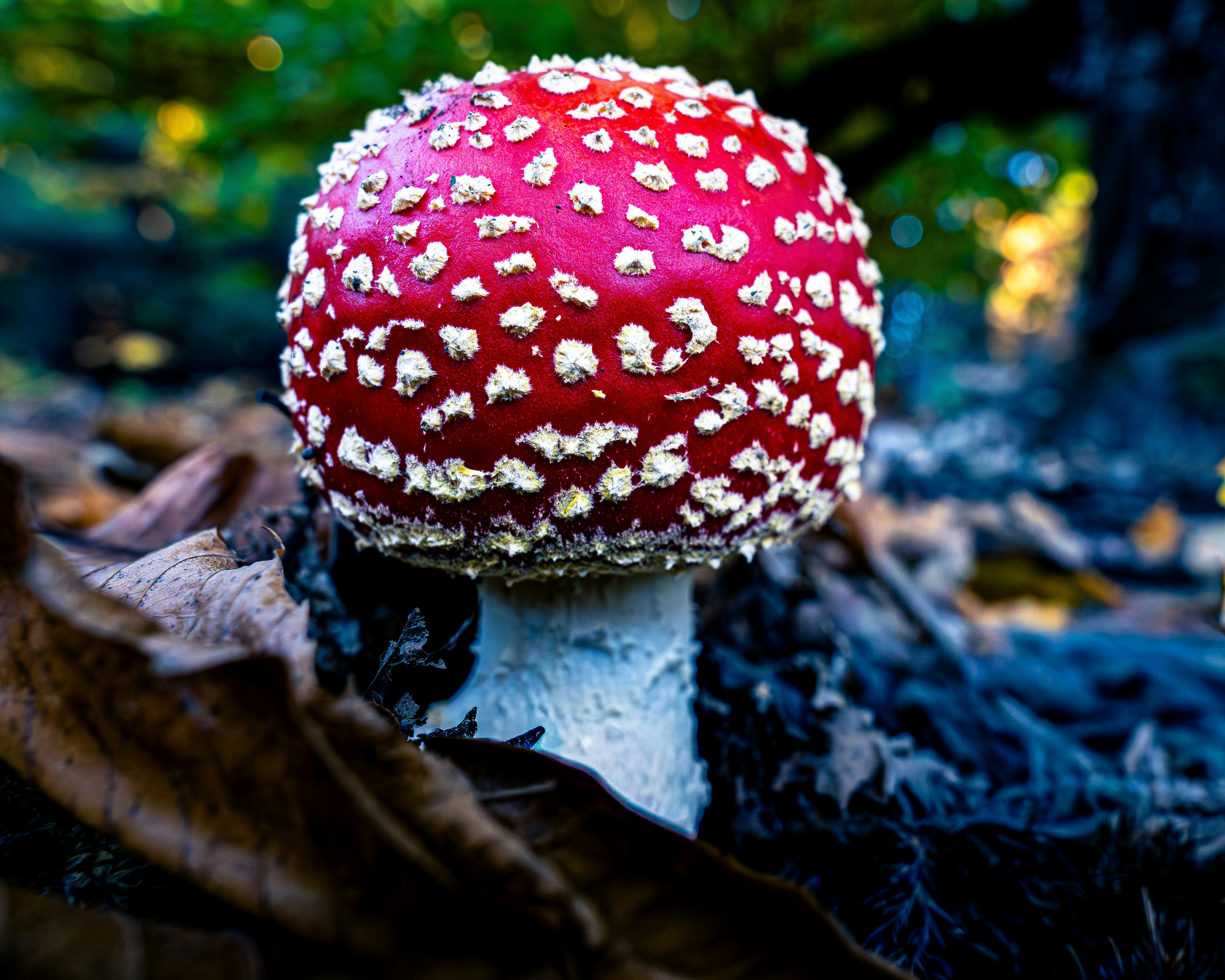 Red-Top Fungus: A Shroom Amid Fallen Leaves