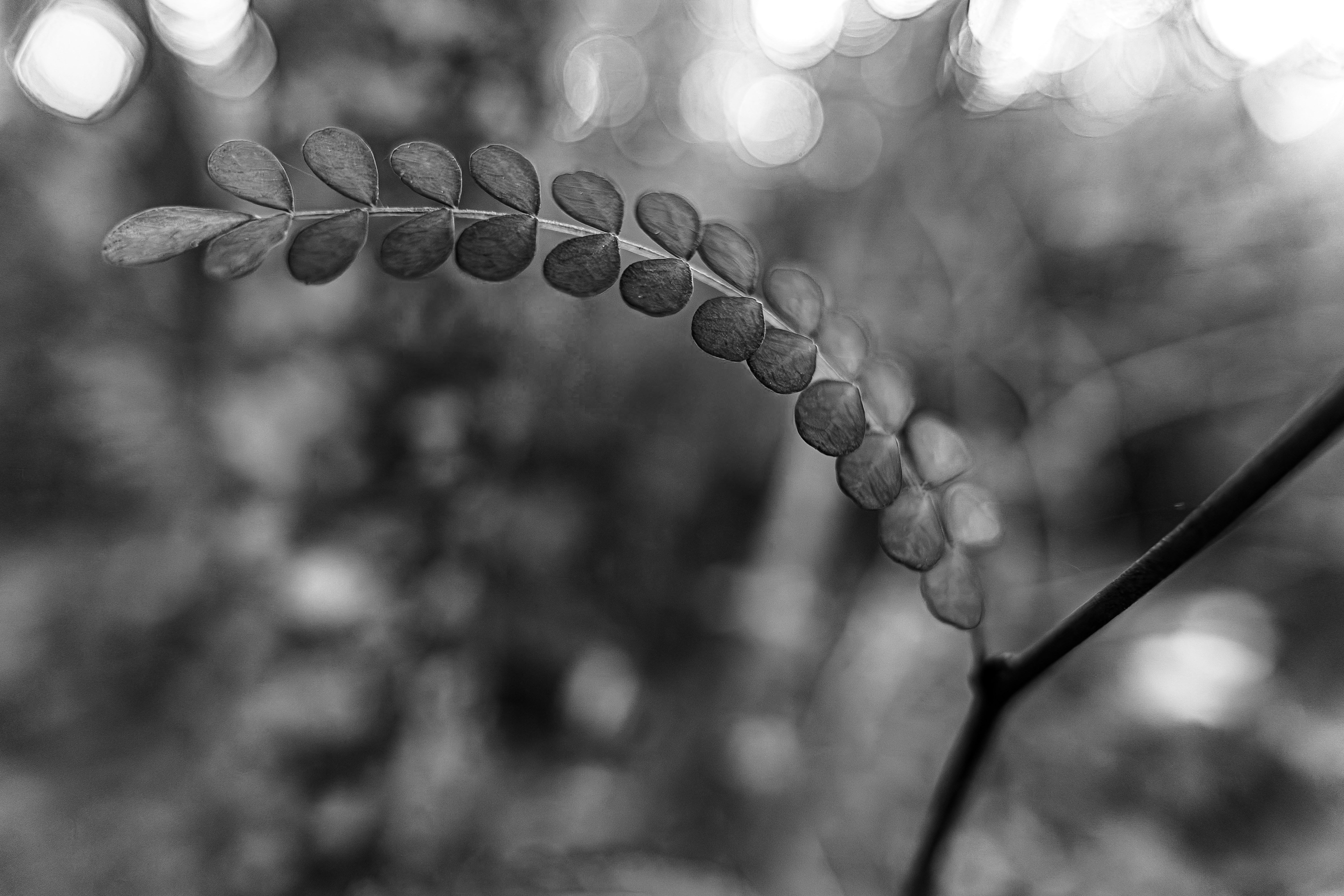 A Quiet Arc: Fern Frond in Razor-Sharp Bokeh