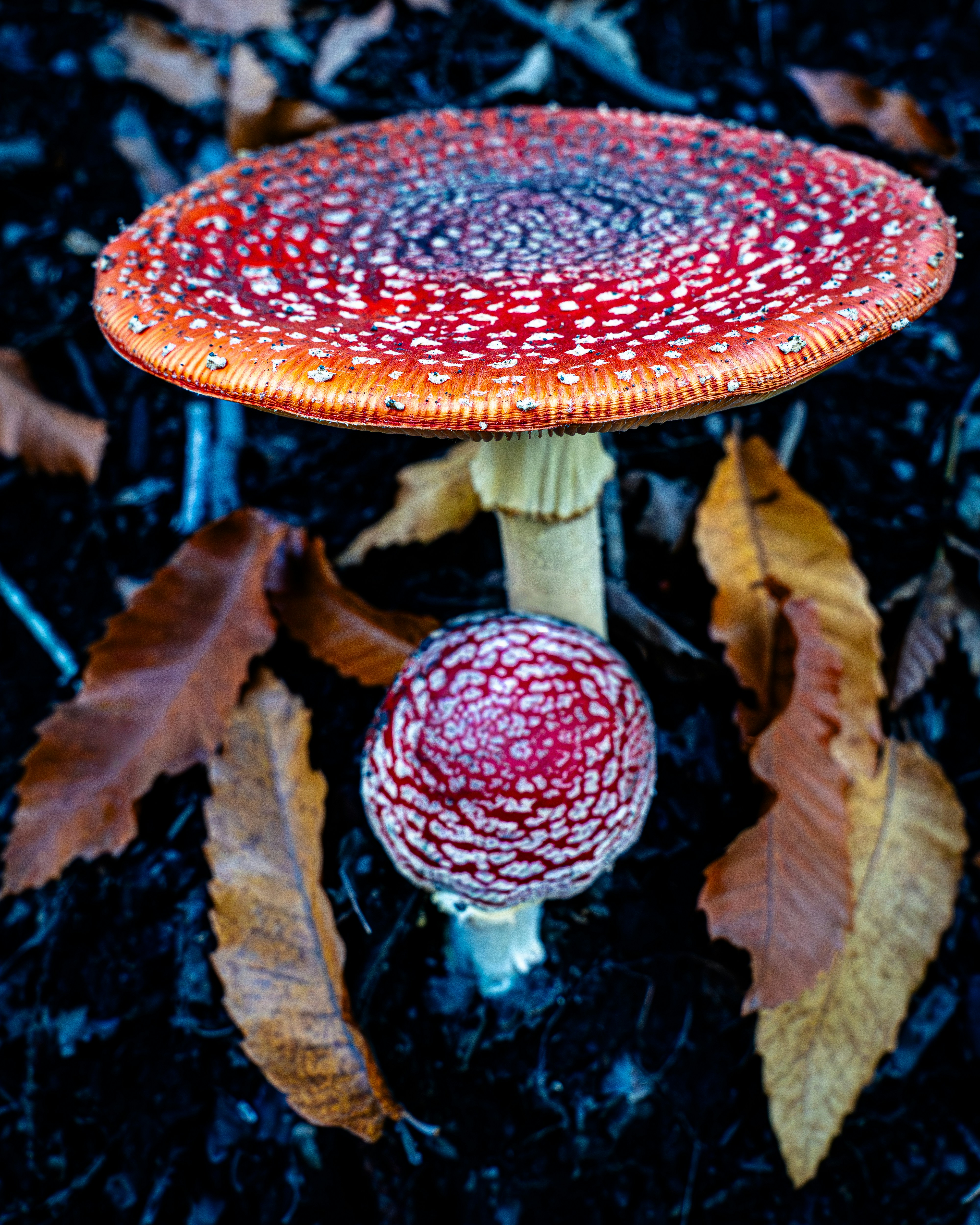 Two-Stage Scarlet Amanita: The Red Mosaic Mushroom in Autumn Ground