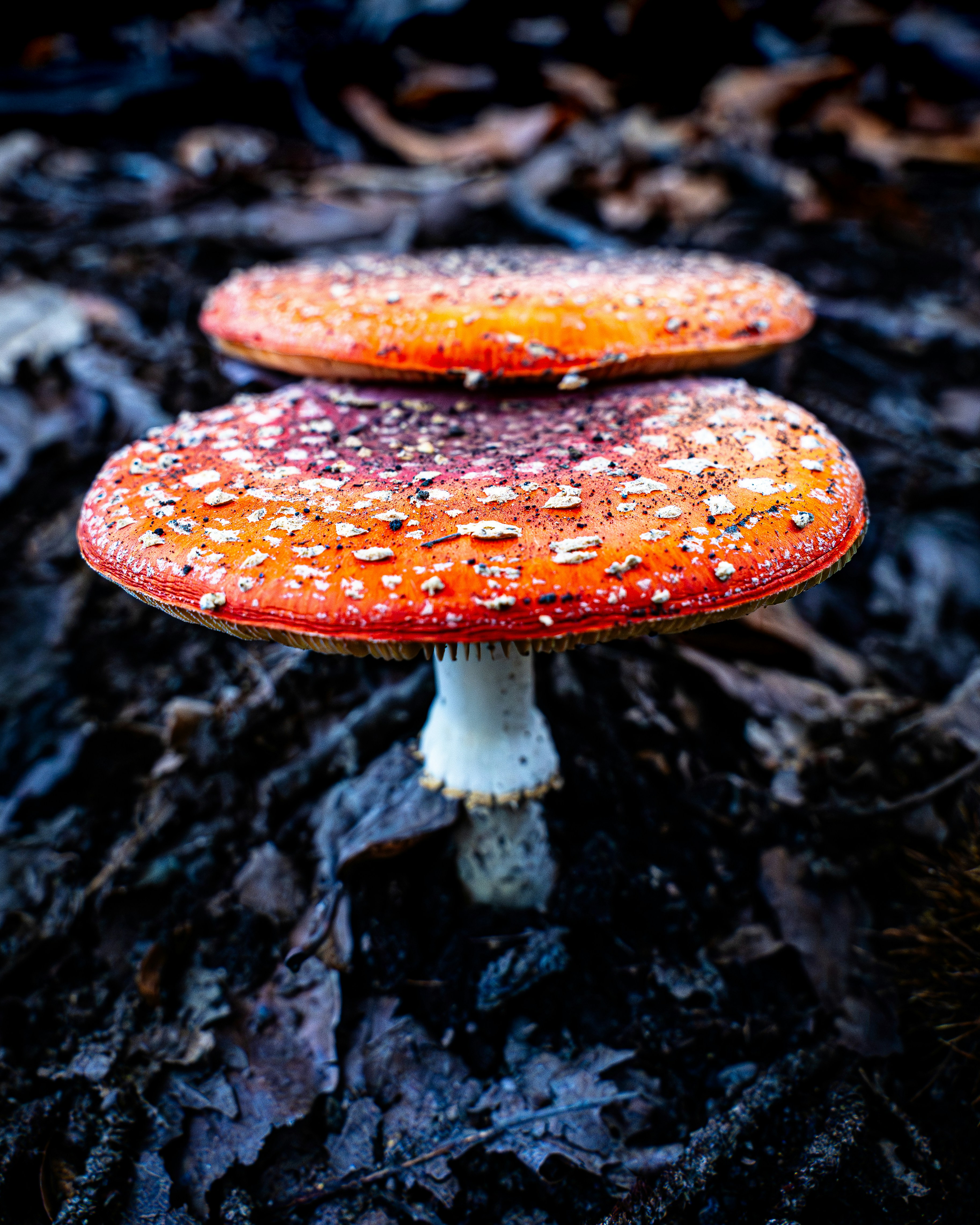 Mushroom Cap in Focus: A Duo of Scarlet Amanitas Rising from Leafy Ground