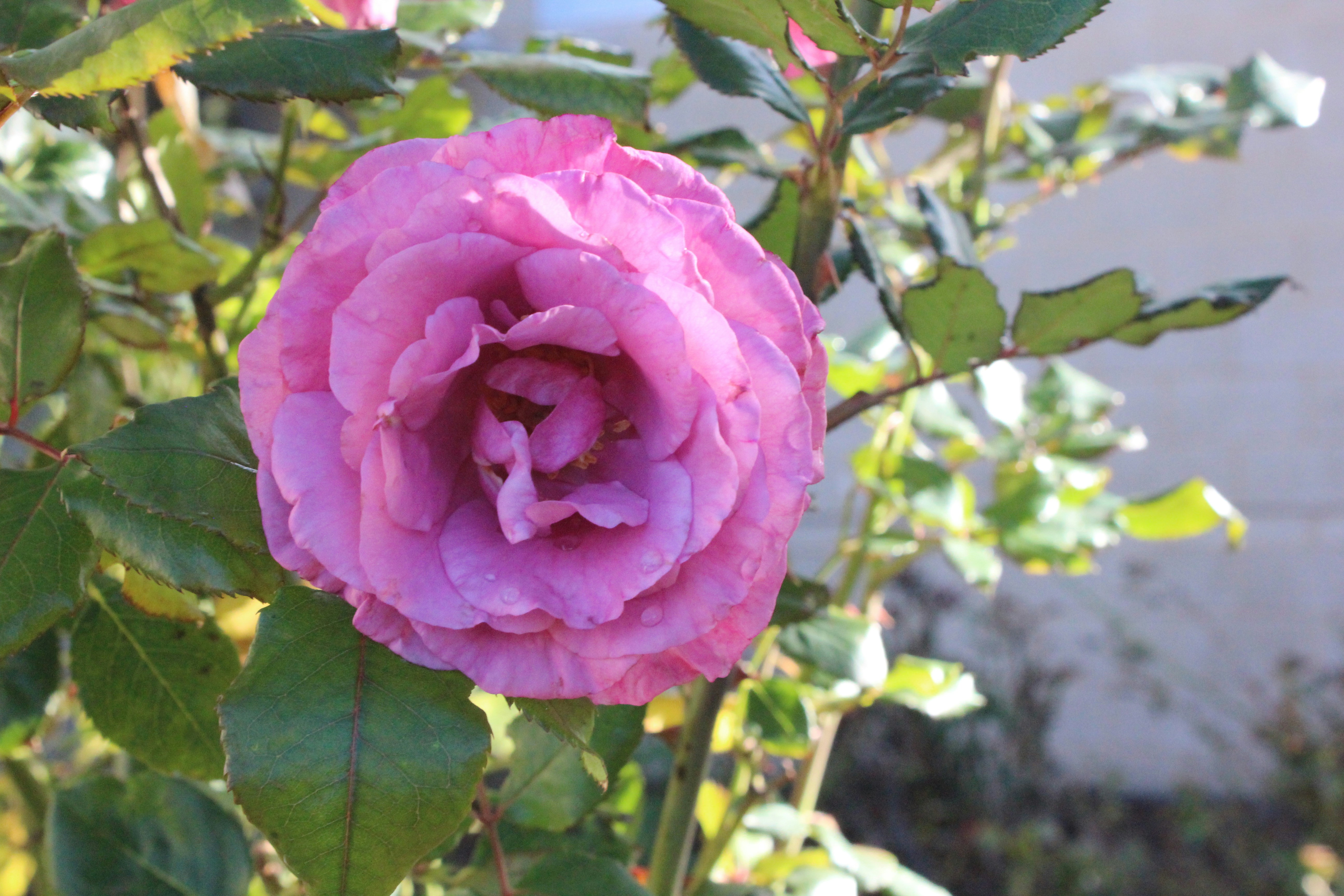 Portrait of a Pink Rose in Spring Light