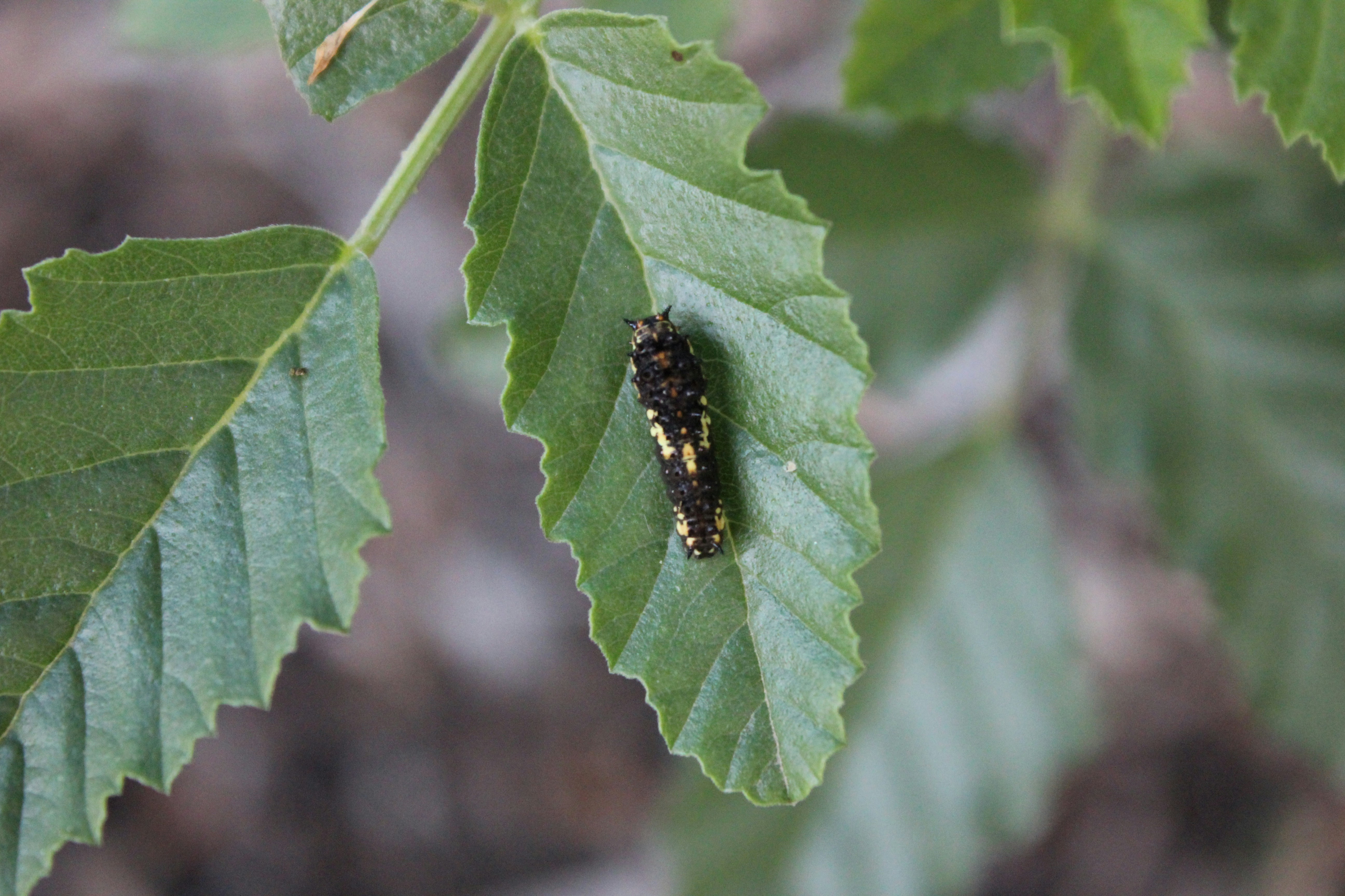 Leaf This Way: A Caterpillar Snaking Along a Serrated Edge