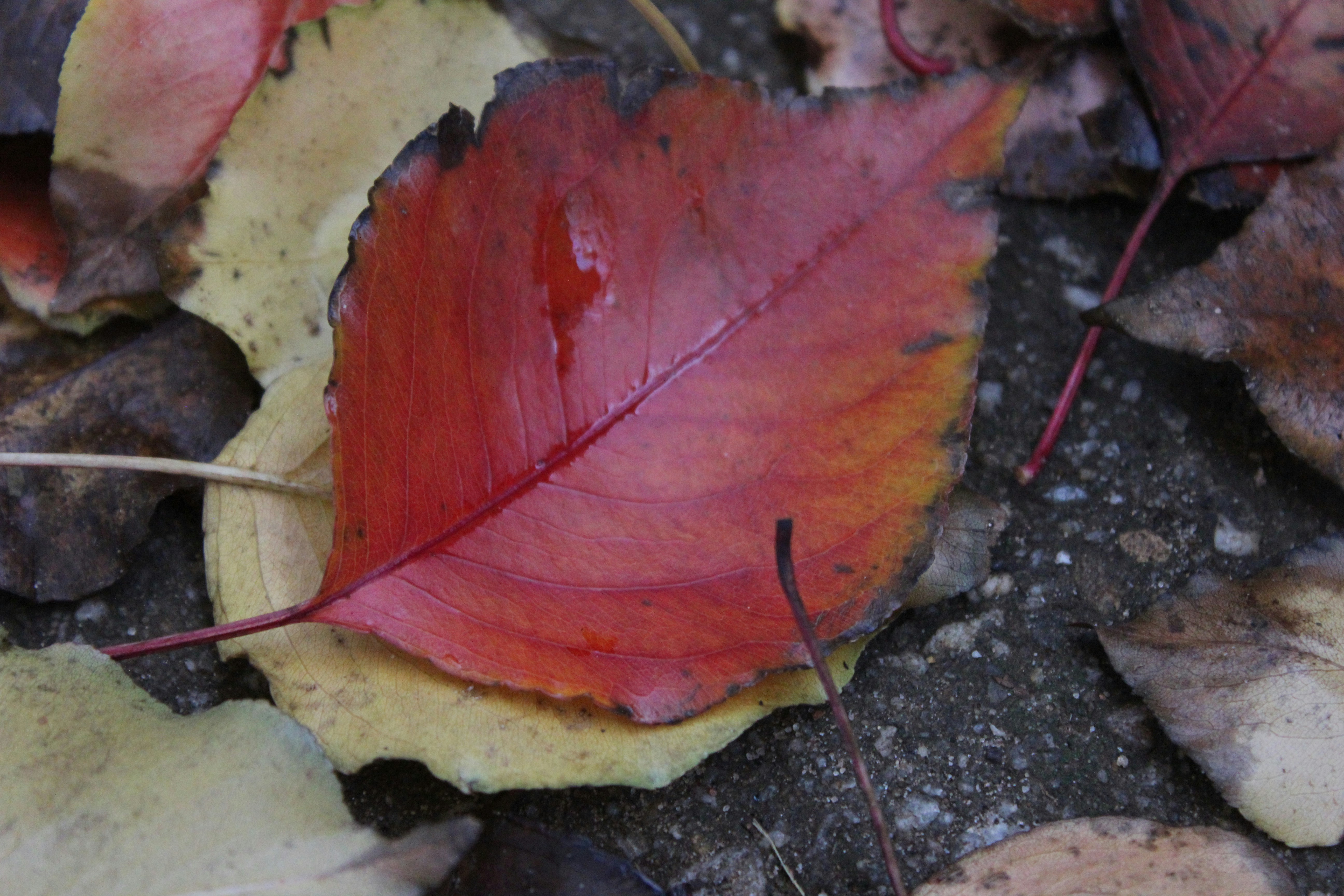 Crimson Leaf on Quiet Ground