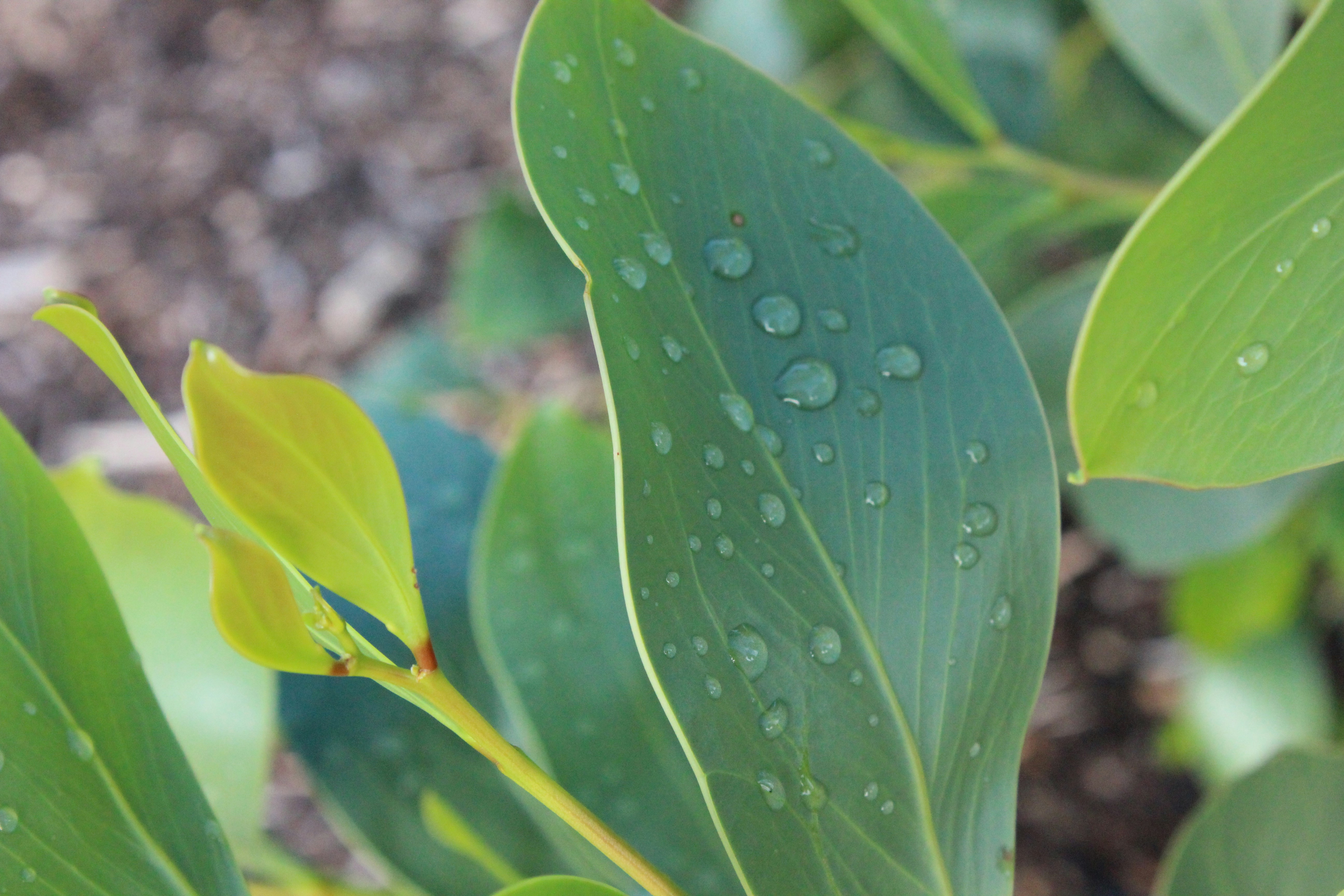 Dew-kissed leaf close-up: a quiet study in green texture