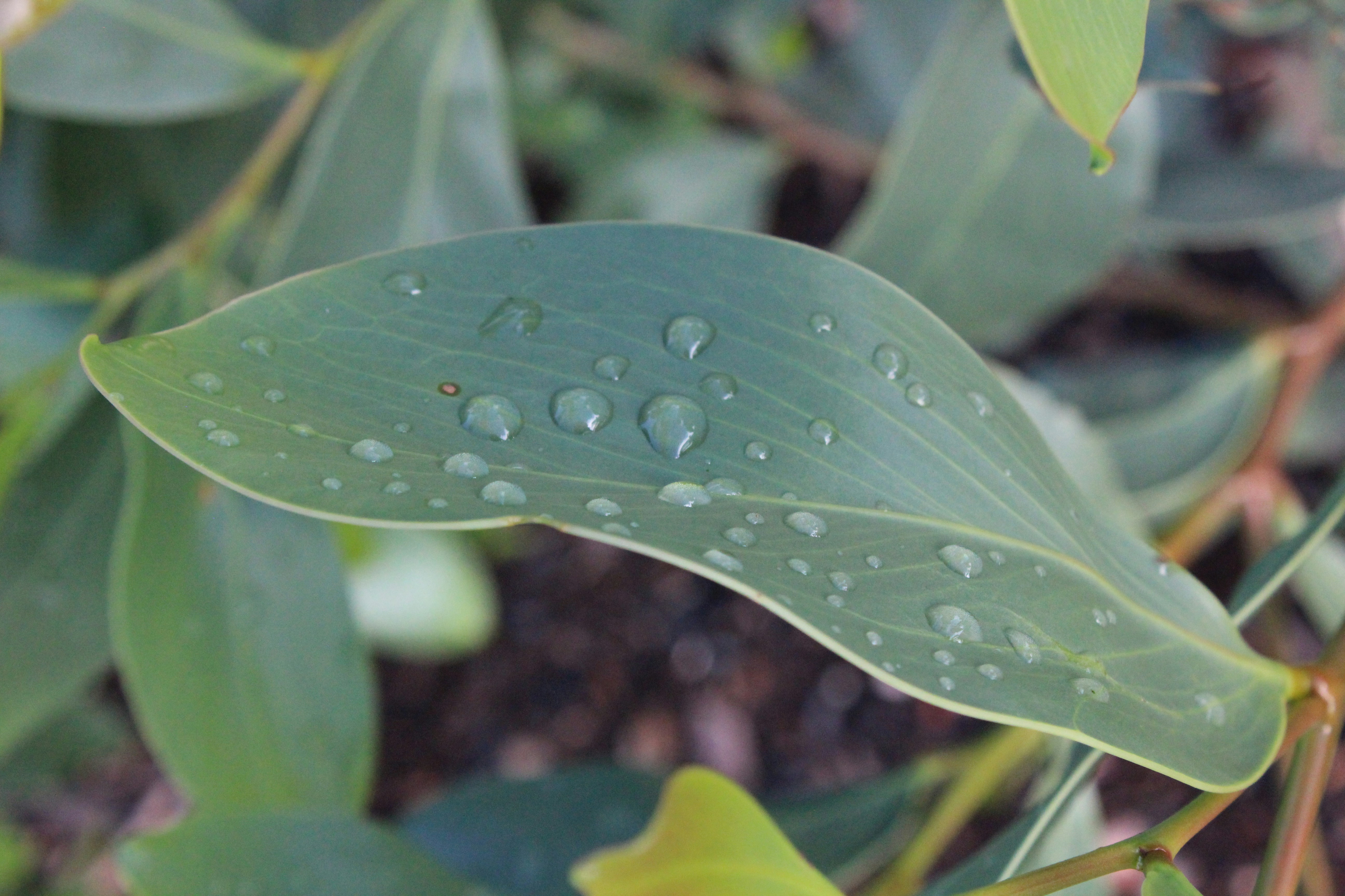 Dew-Kissed Leaf Portrait: A Close-Up of Serenity