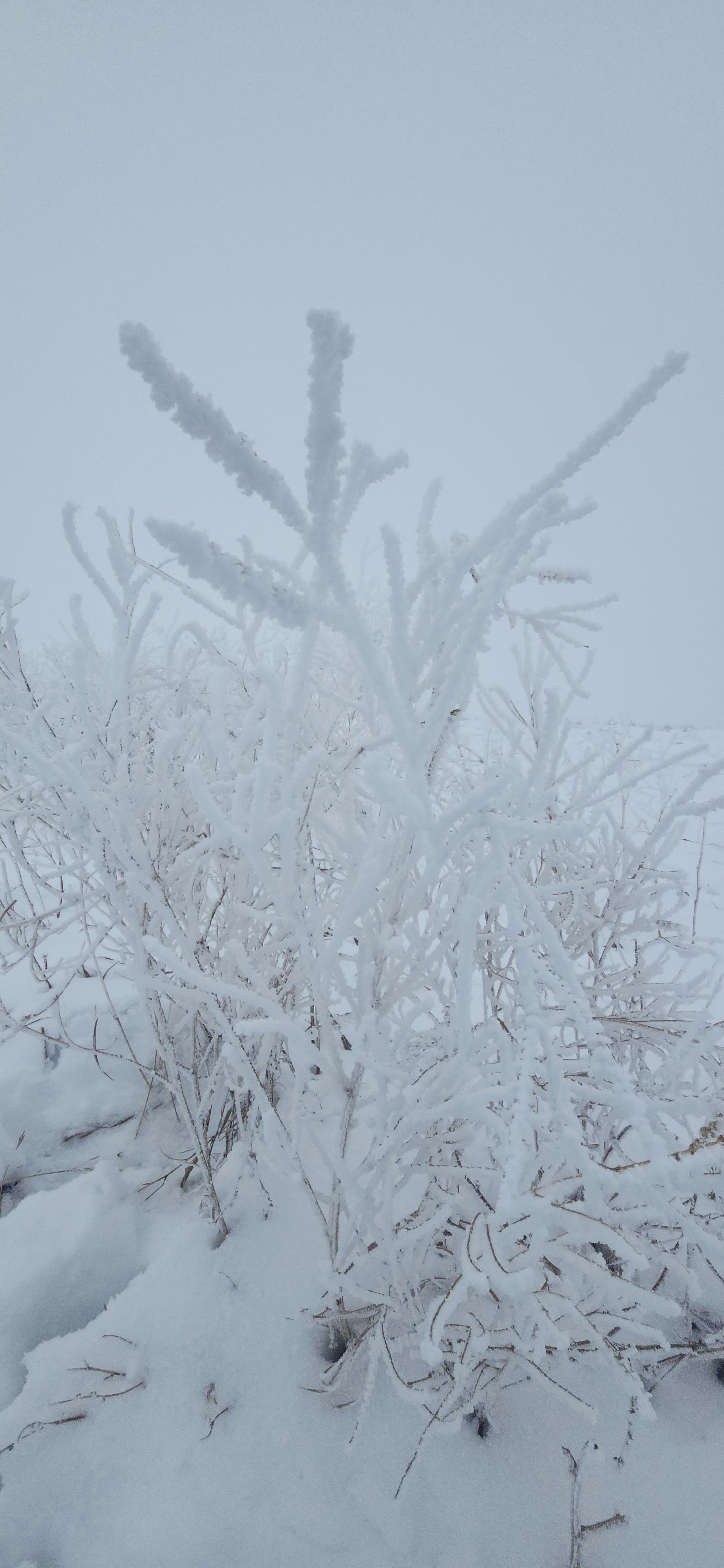Frosty Throne: Frigid Branches Crowned in Snow