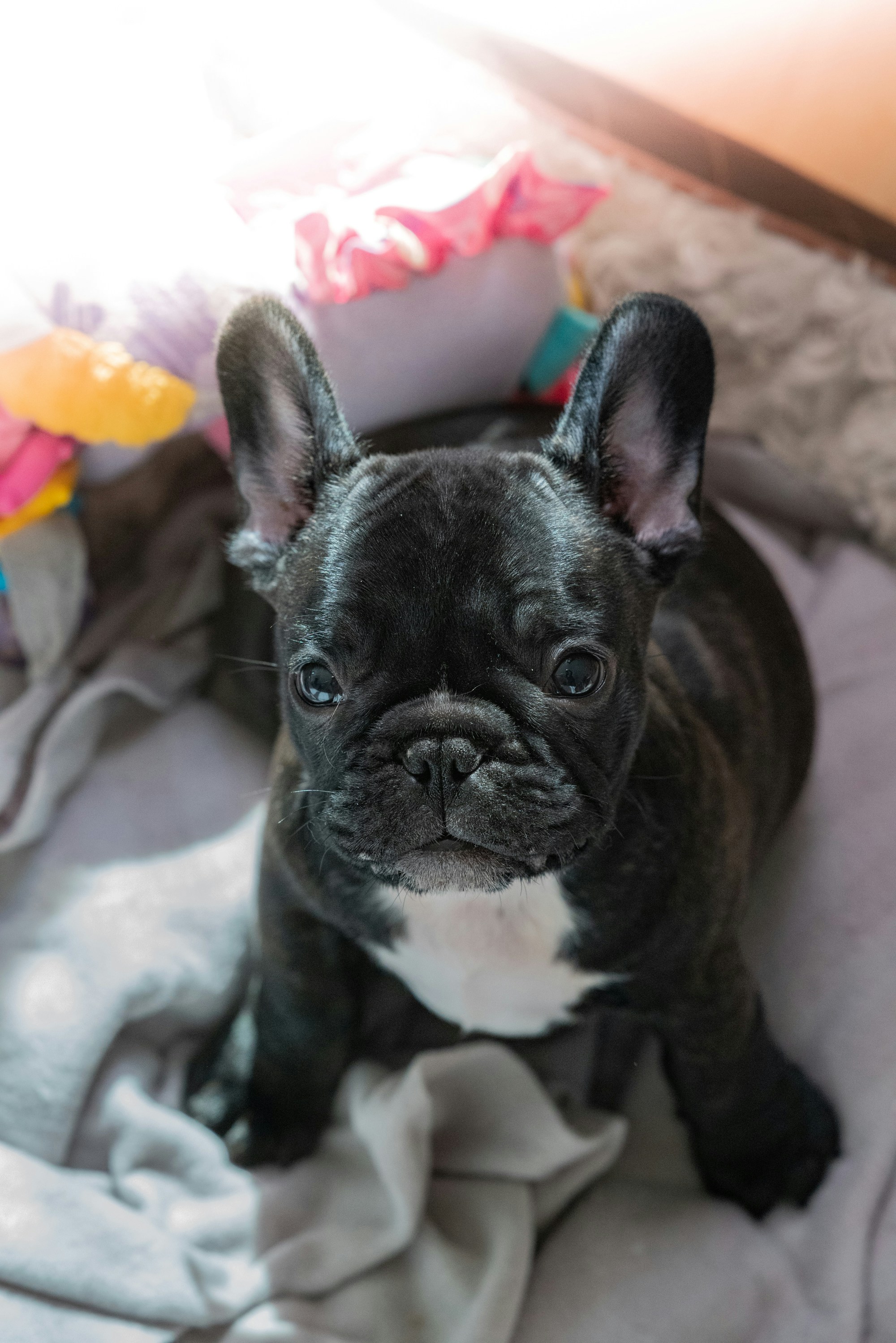 Curious Frenchie in a Cozy Blanket Nest