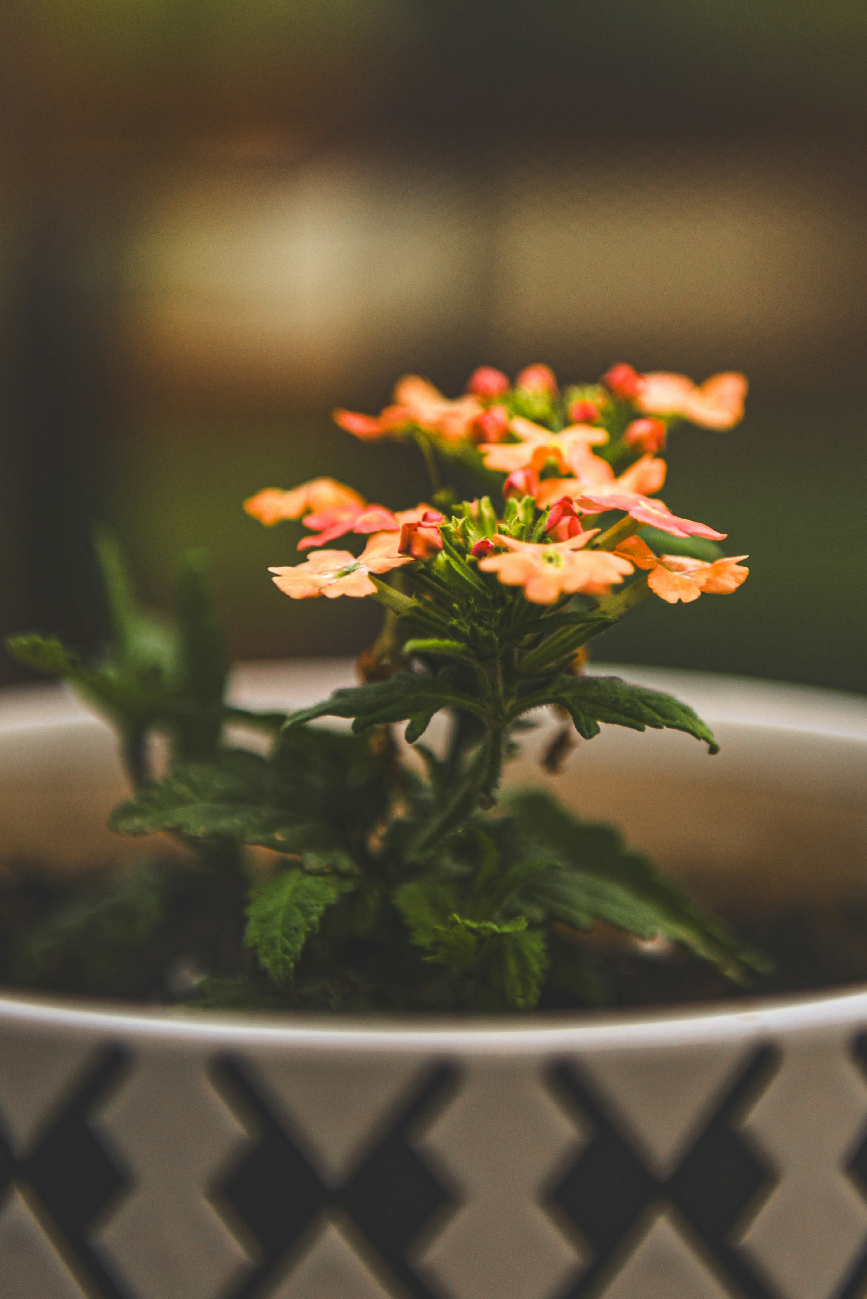Soft-focus Coral Kalanchoe in a decorative pot