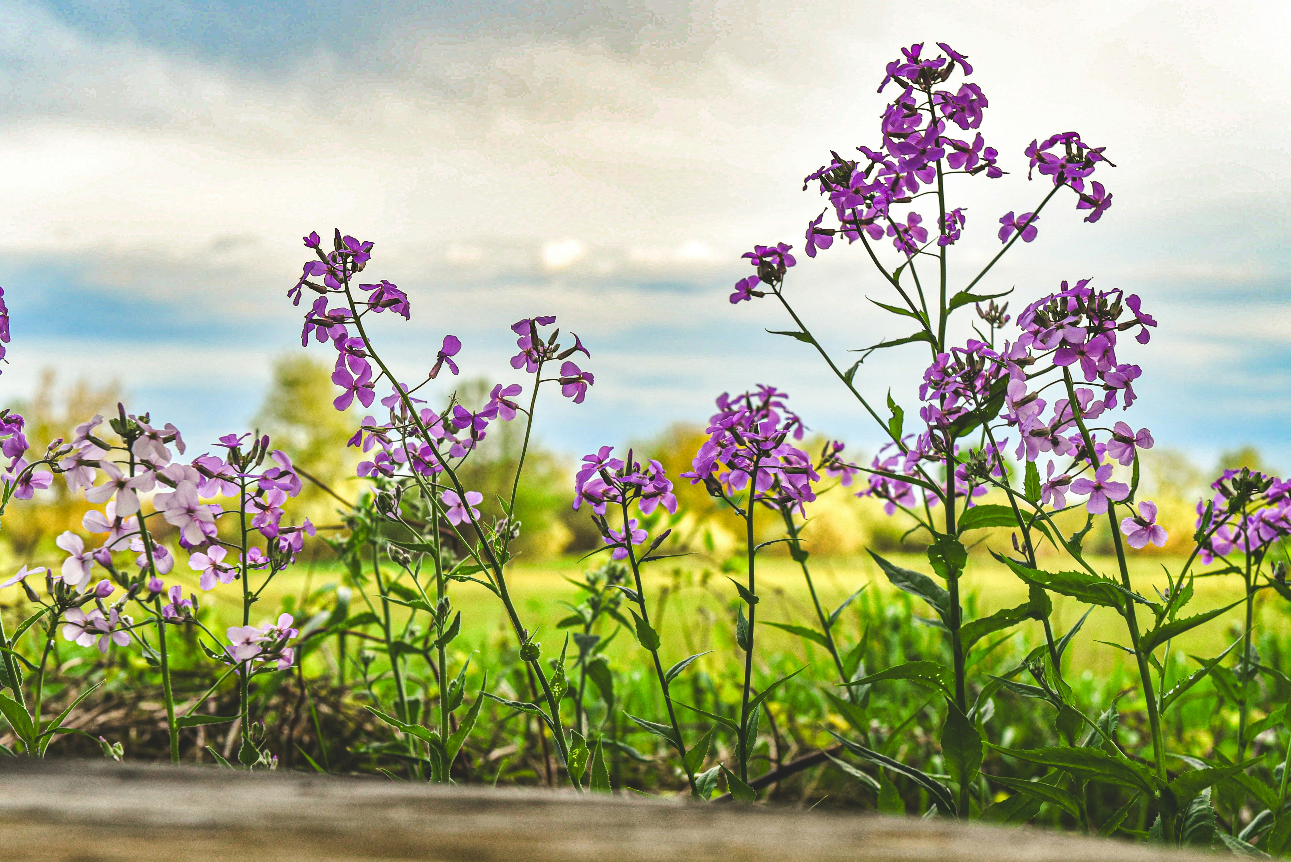 Purple Buds in a Quiet Field