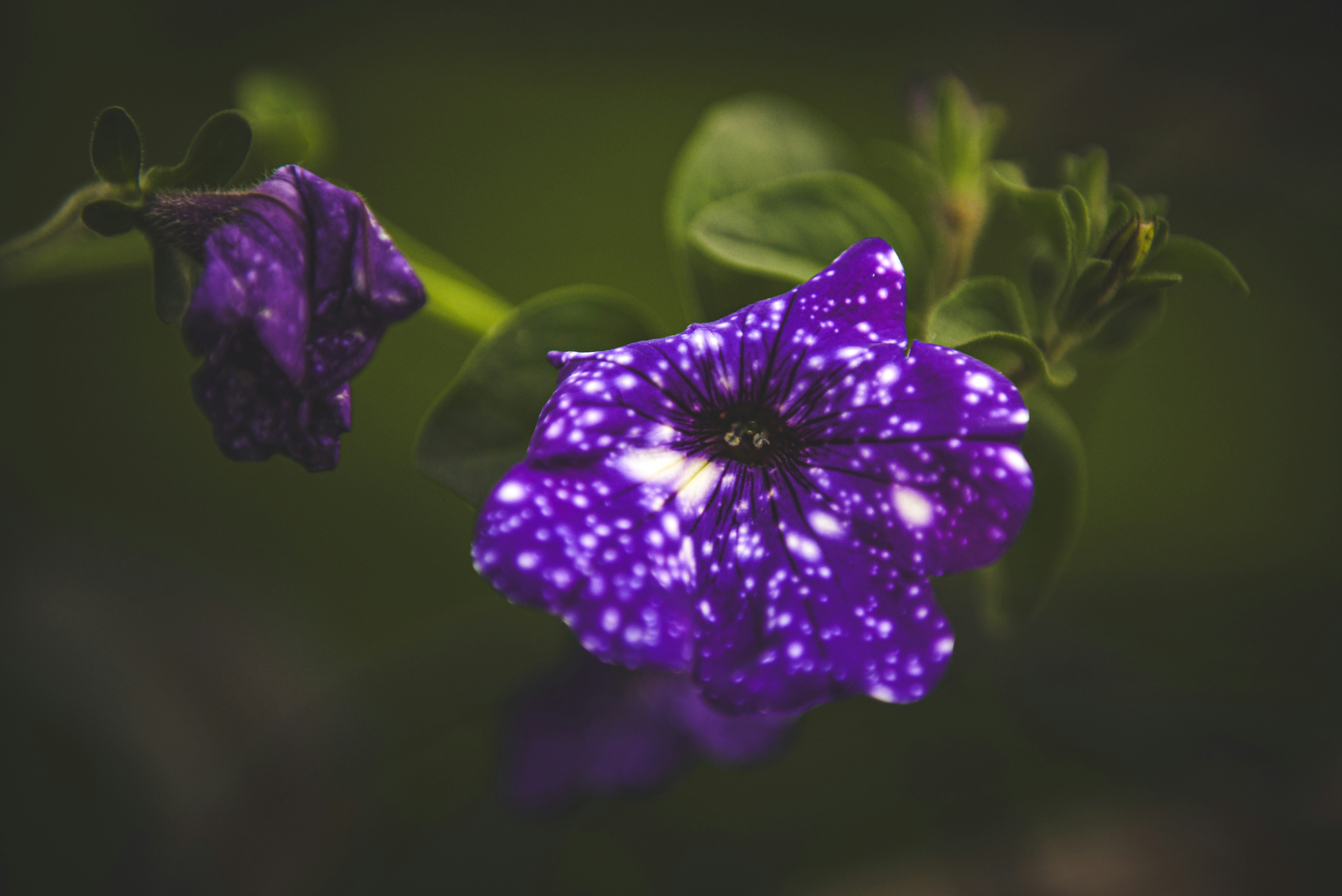 Moonlit Petal: A Speckled Violet Bloom in Soft Focus