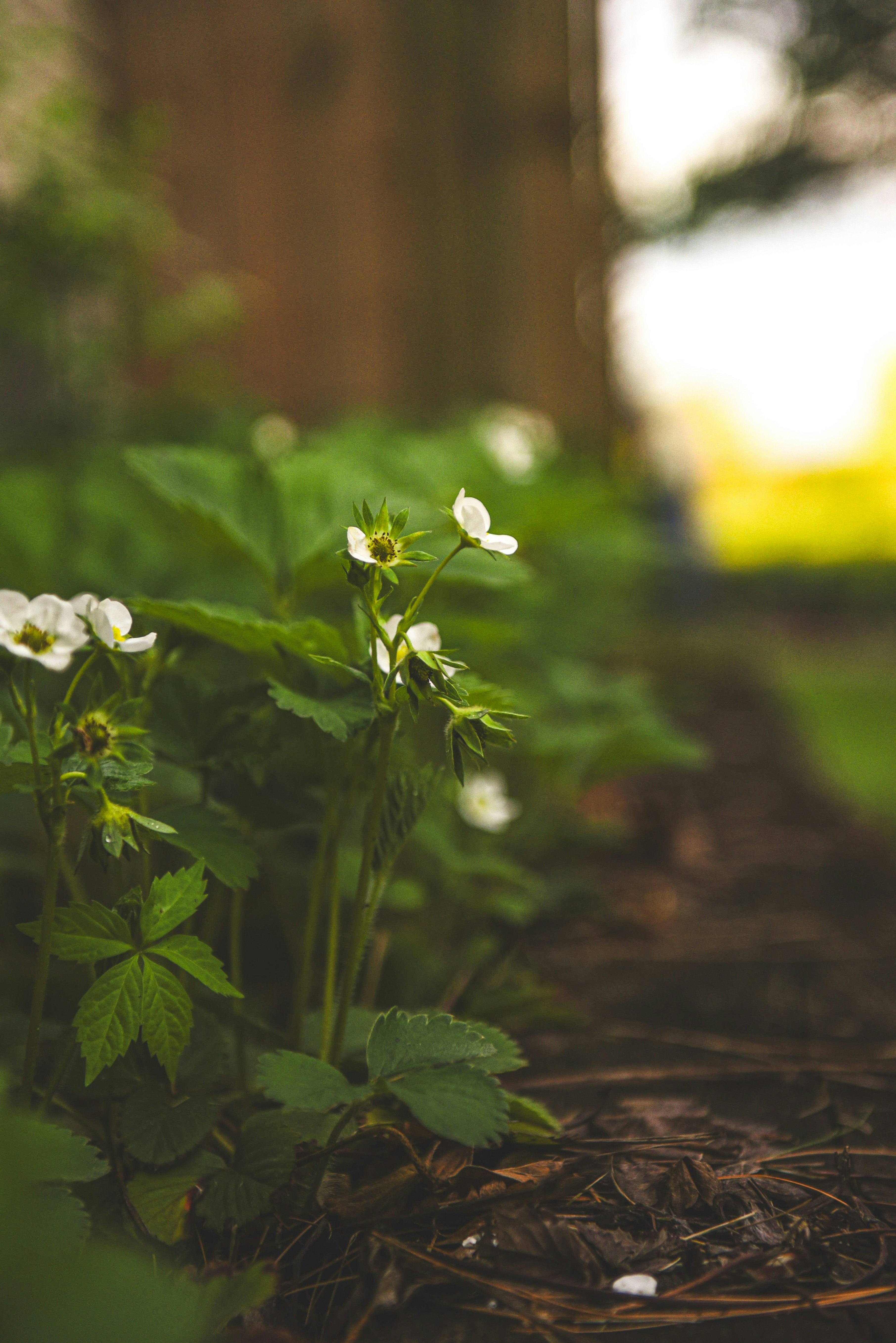 White bloom on the edge of a quiet garden path