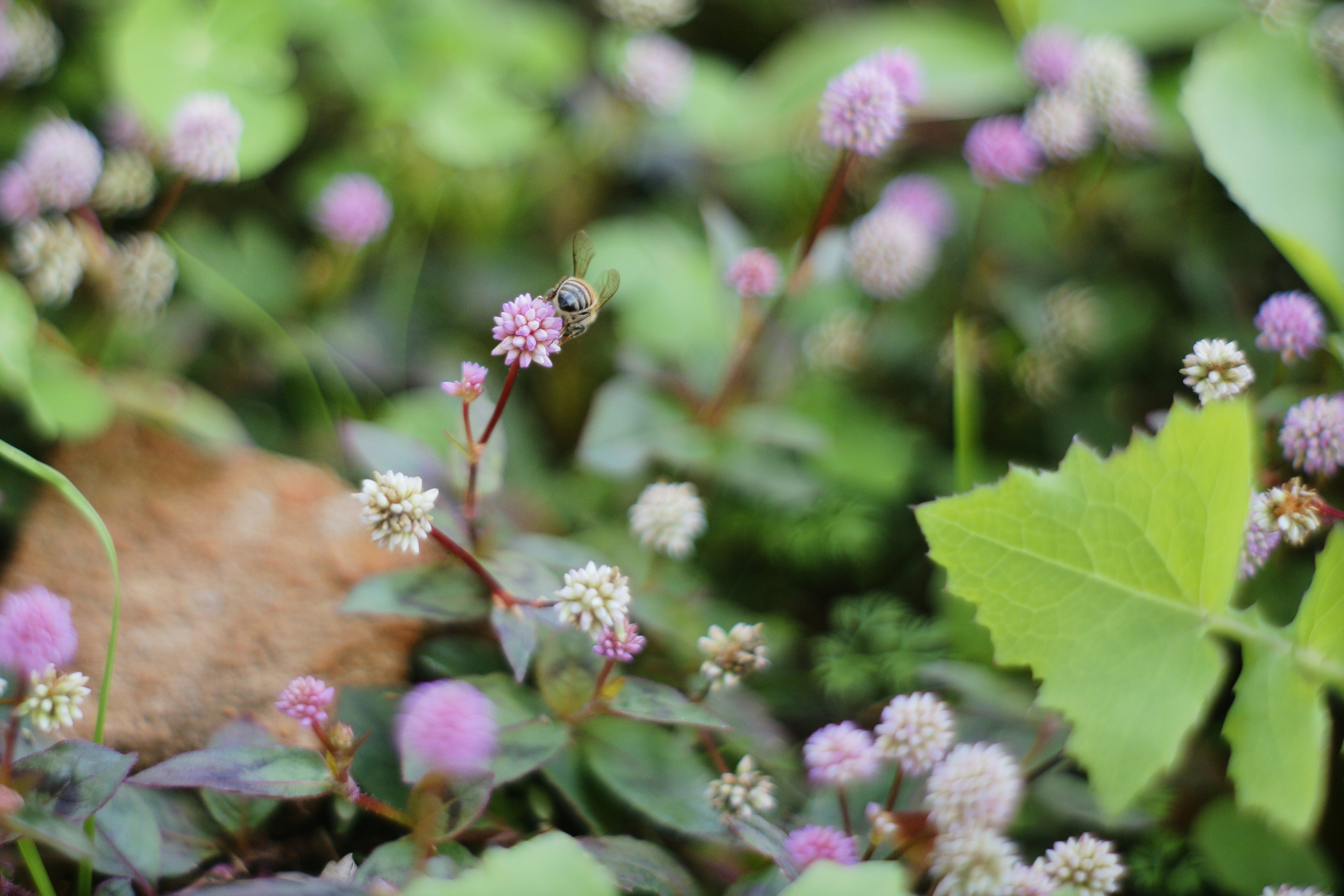 Soft Meadow Bloom: Tiny Flowers in Gentle Blur