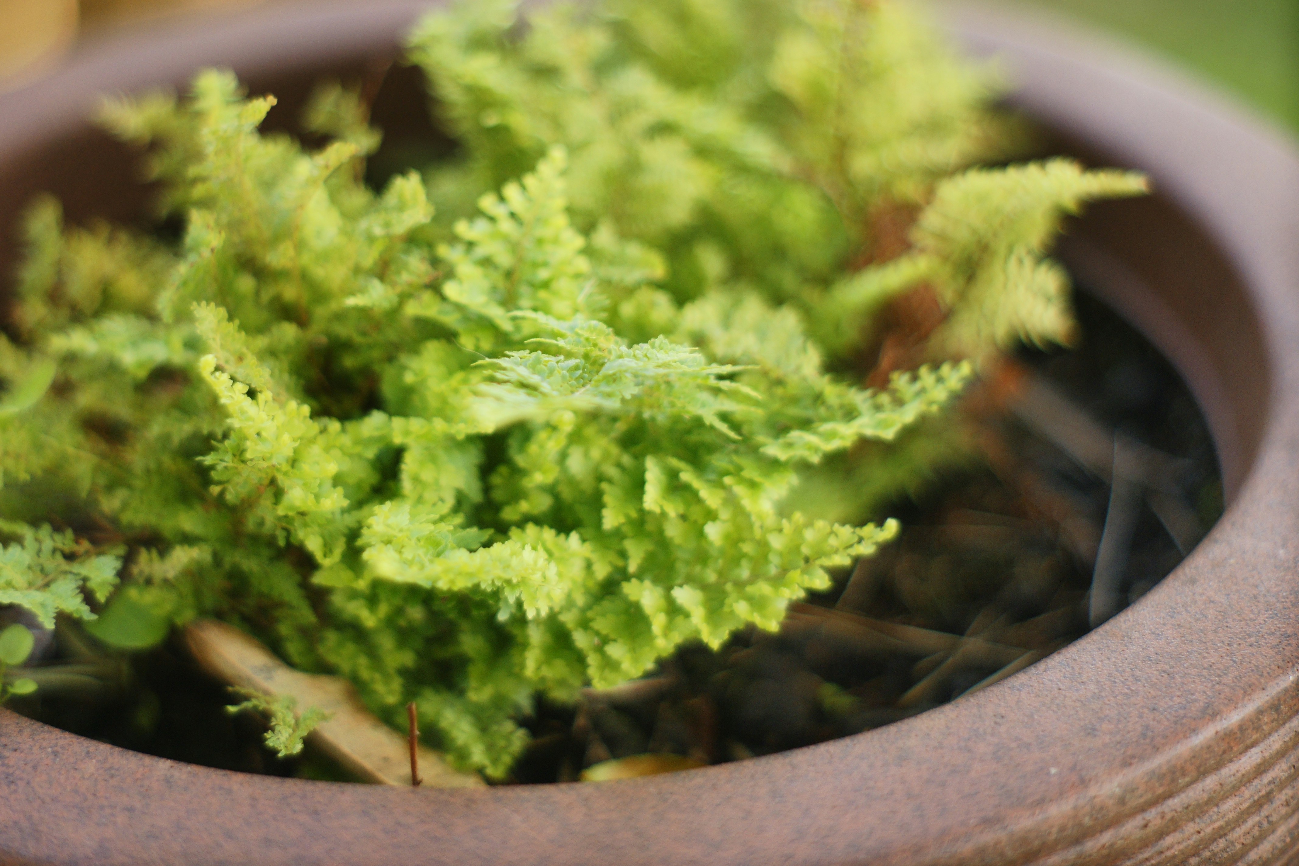 Emerald Fern in a Weathered Pot
