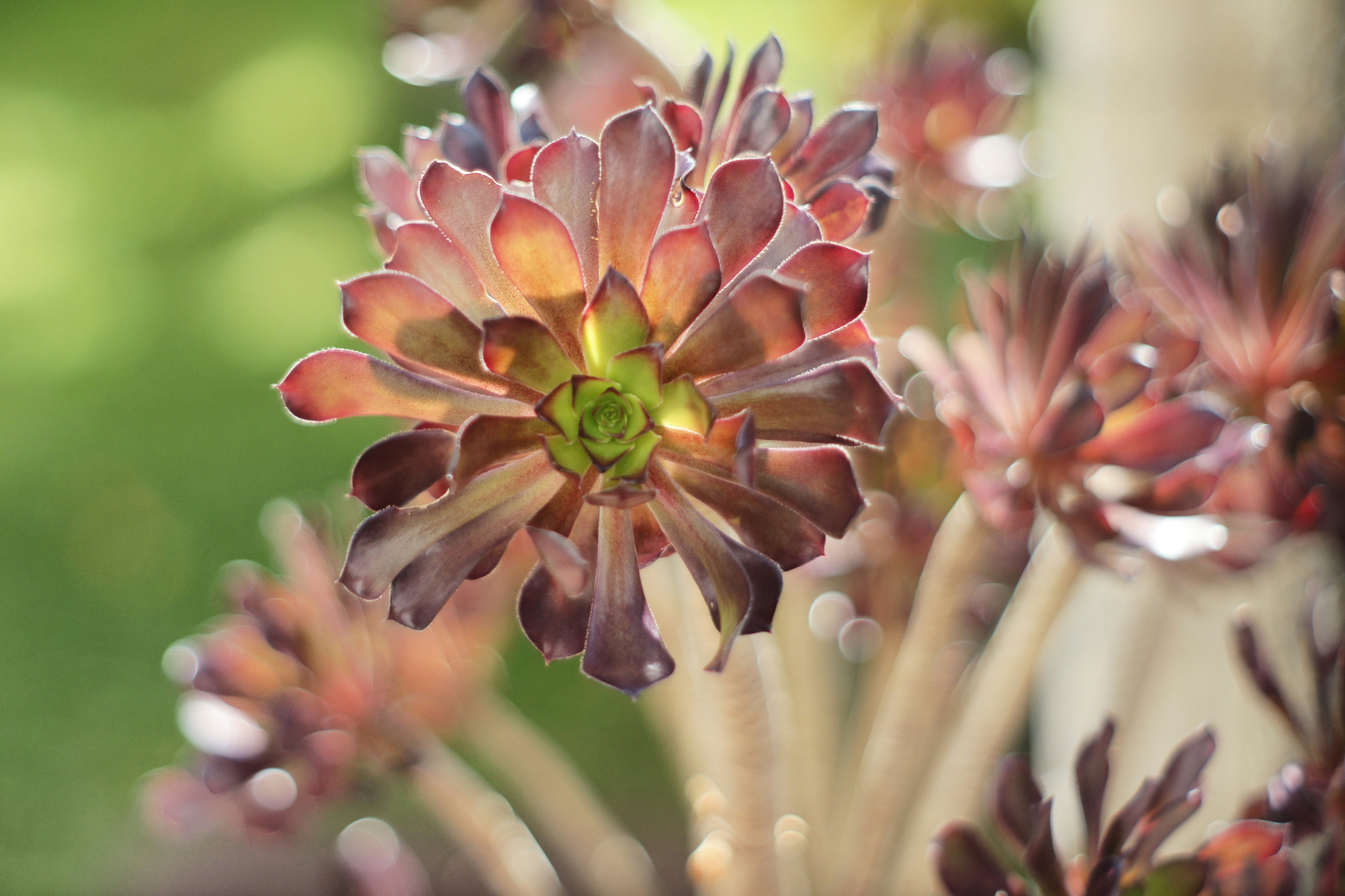 Rosette Bloom: A Central Succulent in Soft Focus
