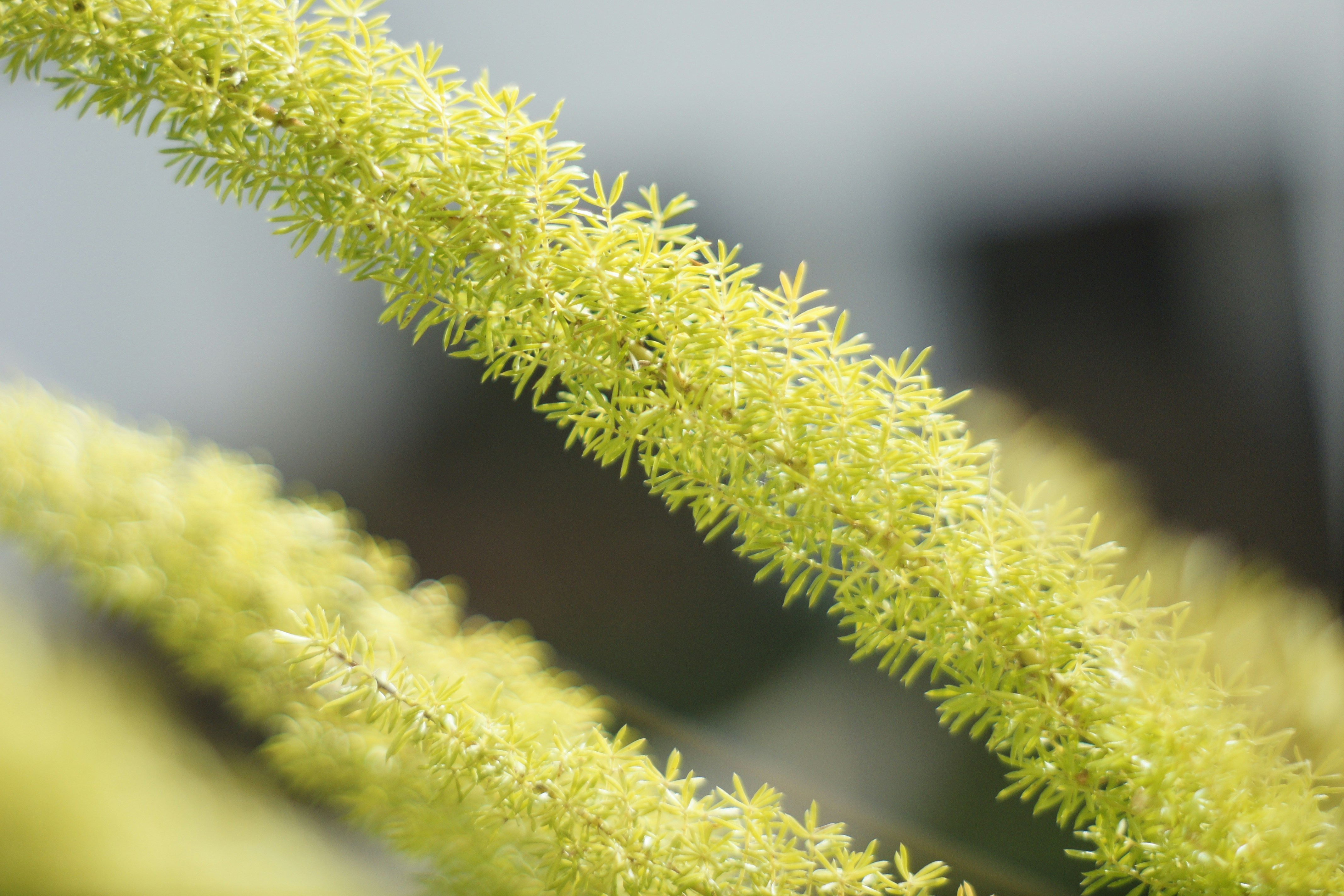 Inverted Fern Spires: Close-Up of Sunlit Yellow-green Cylindrical Shoots