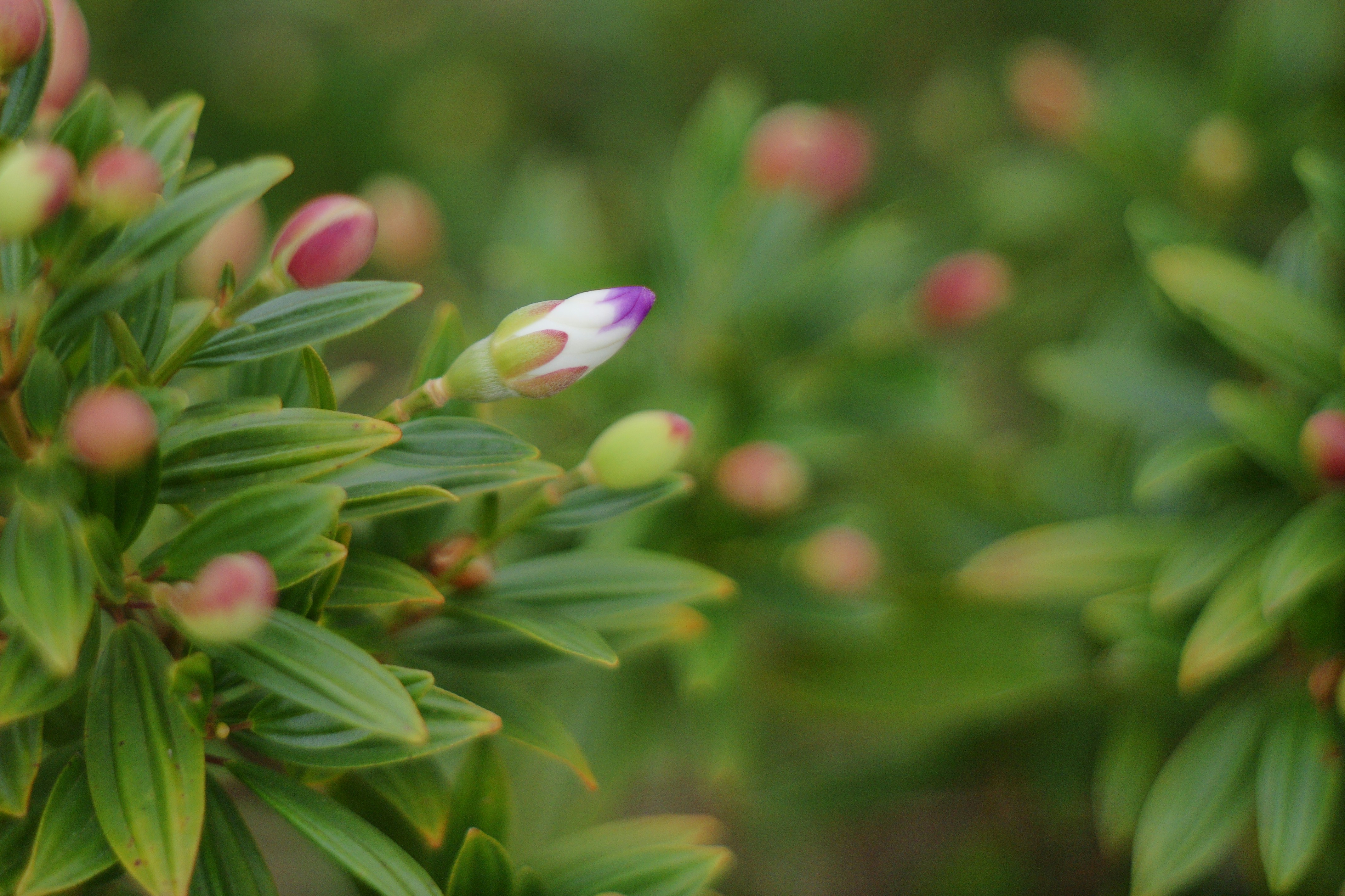 Bud Against the Green: A Delicate Bud in a Sea of Leaves