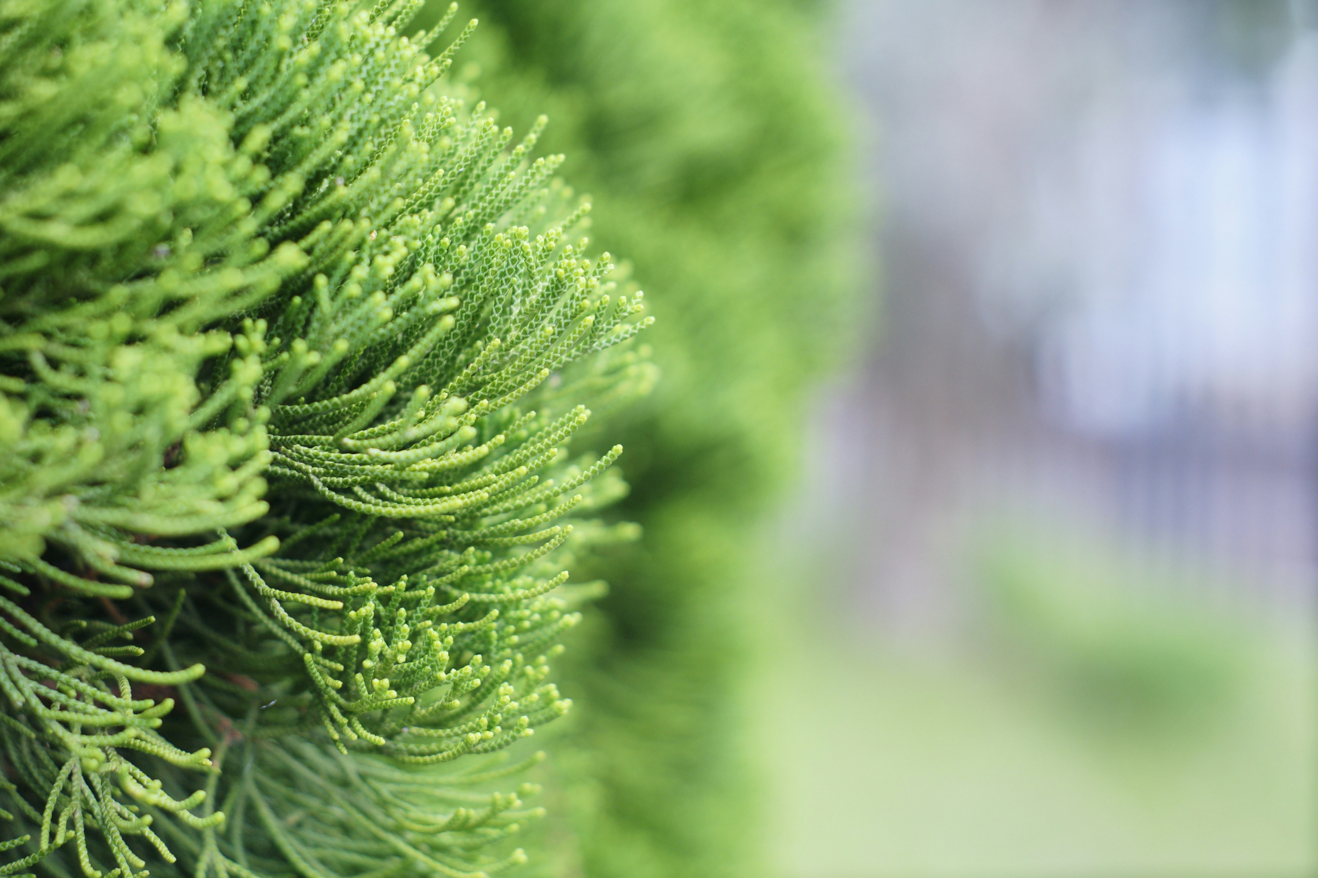 Close-up of a manicured conifer with a blurred urban backdrop