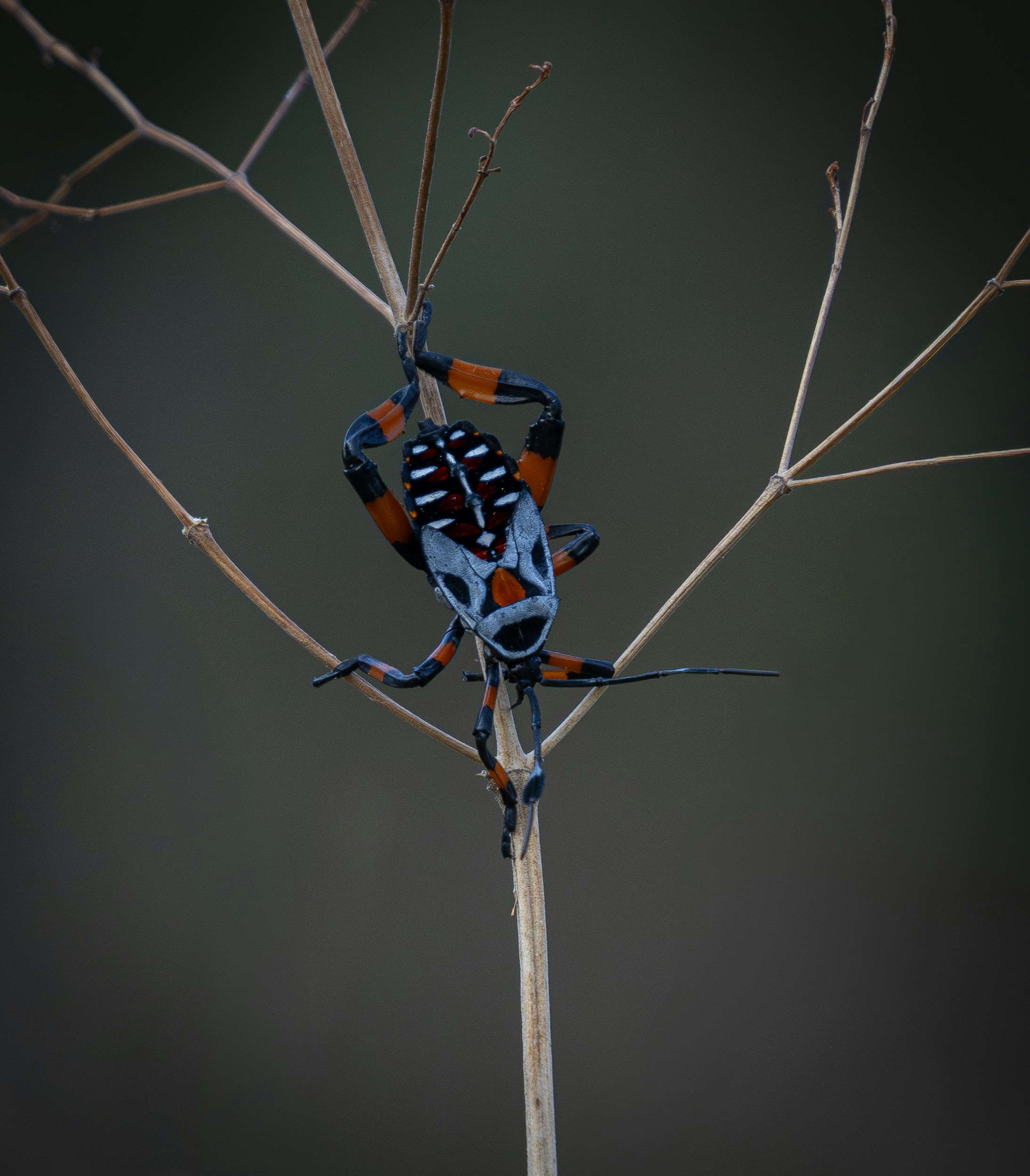 Macro shot of a vividly colored horned bug perched on a thin, dried branch with a blurred natural background.