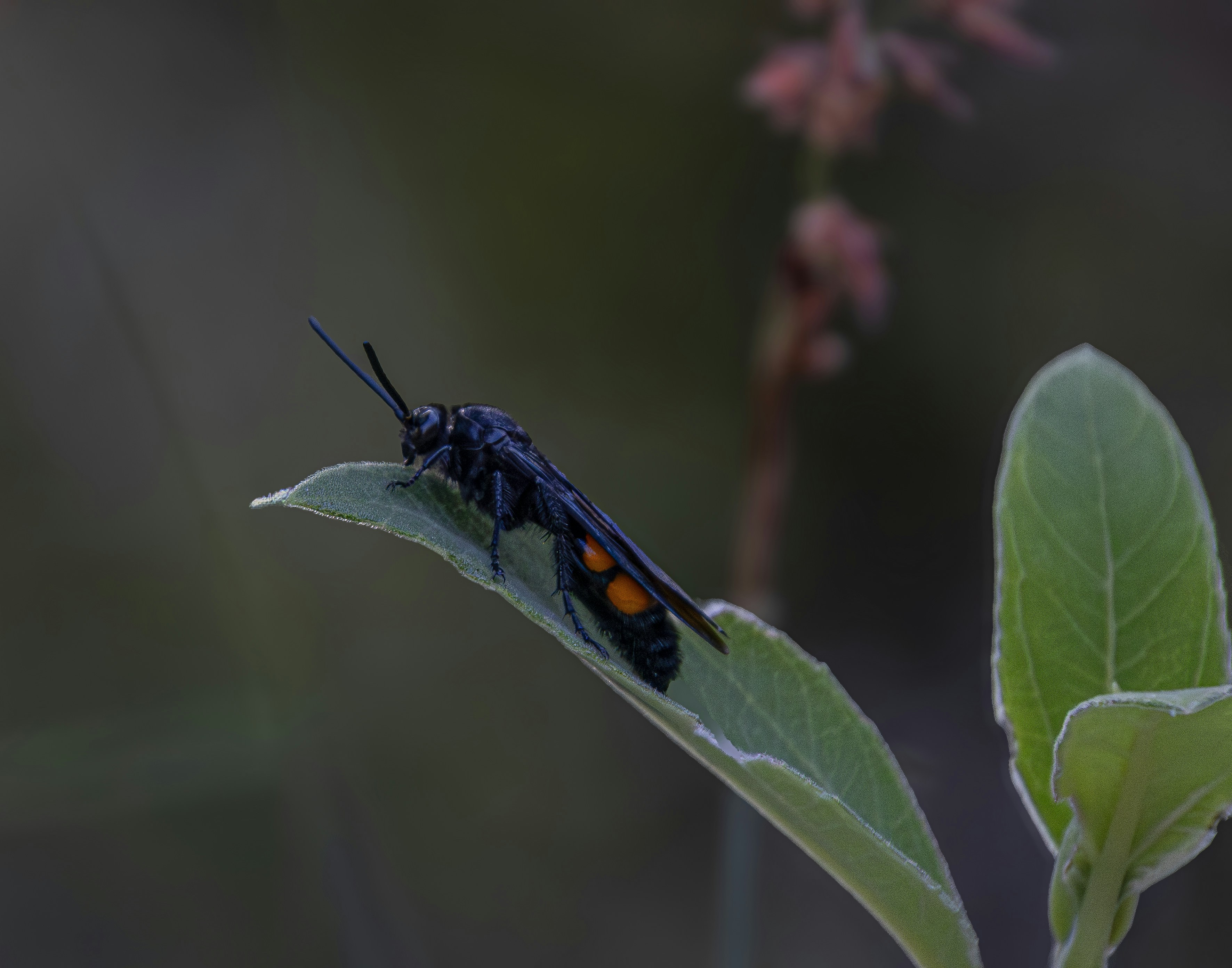 Black firefly perched on a silvery leaf, with a hint of pink bloom in the background
