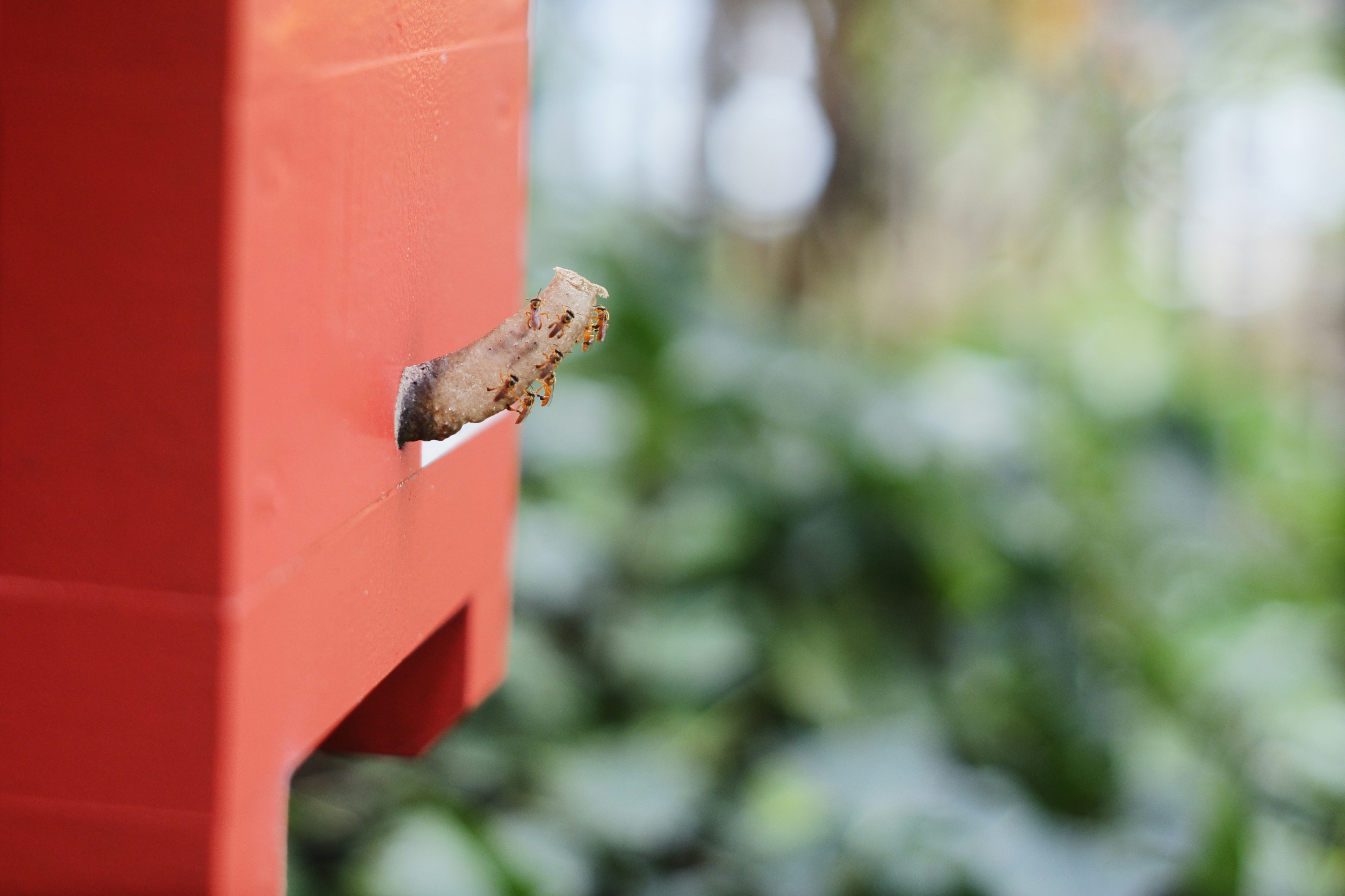 Red Mailbox Returns a Twig Lesson in Focus