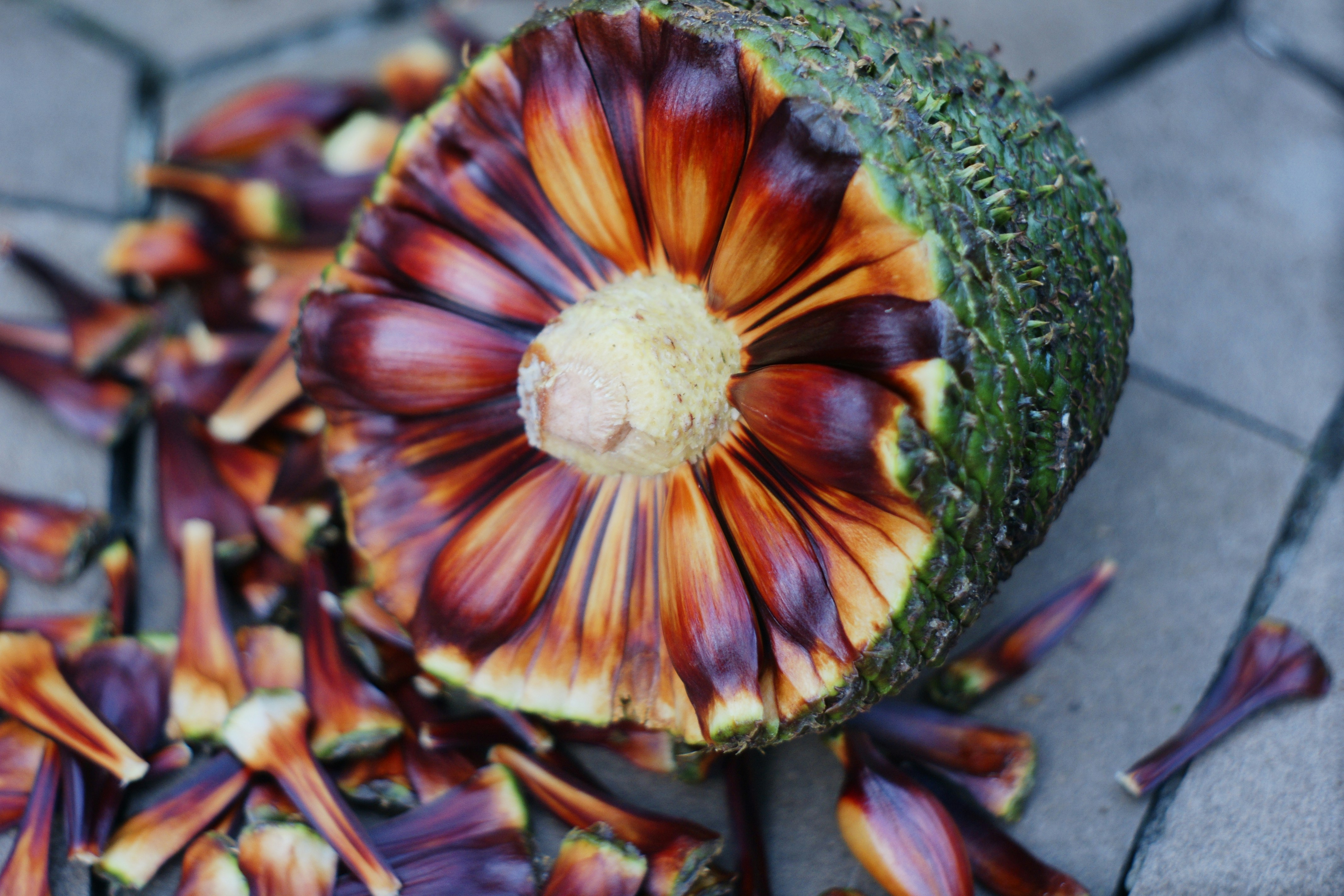 Charred Flowered Core: A Citrus-Seeded Bloom of a Donut-like Fruit