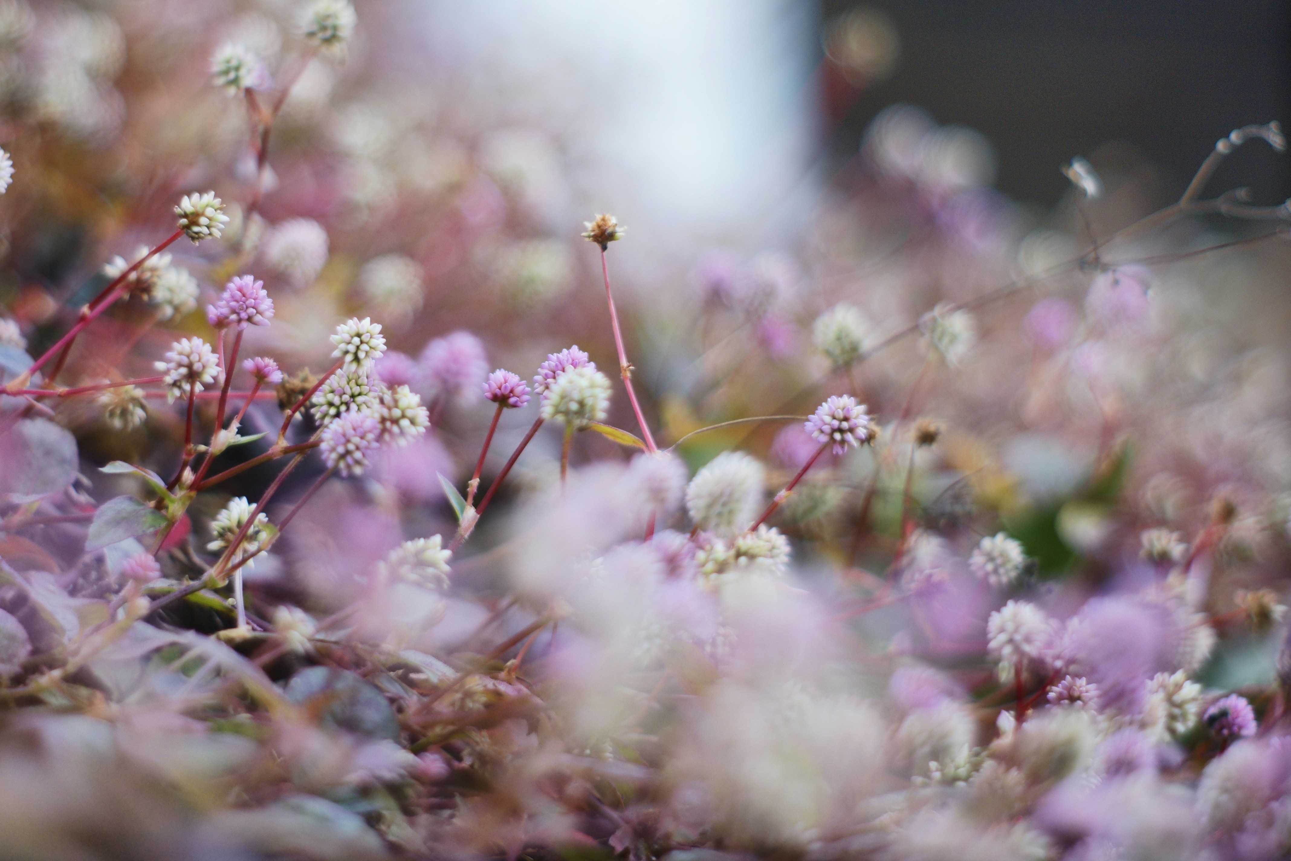 Blurred Field of Tiny Blooms: Soft Focus in a Spring Garden