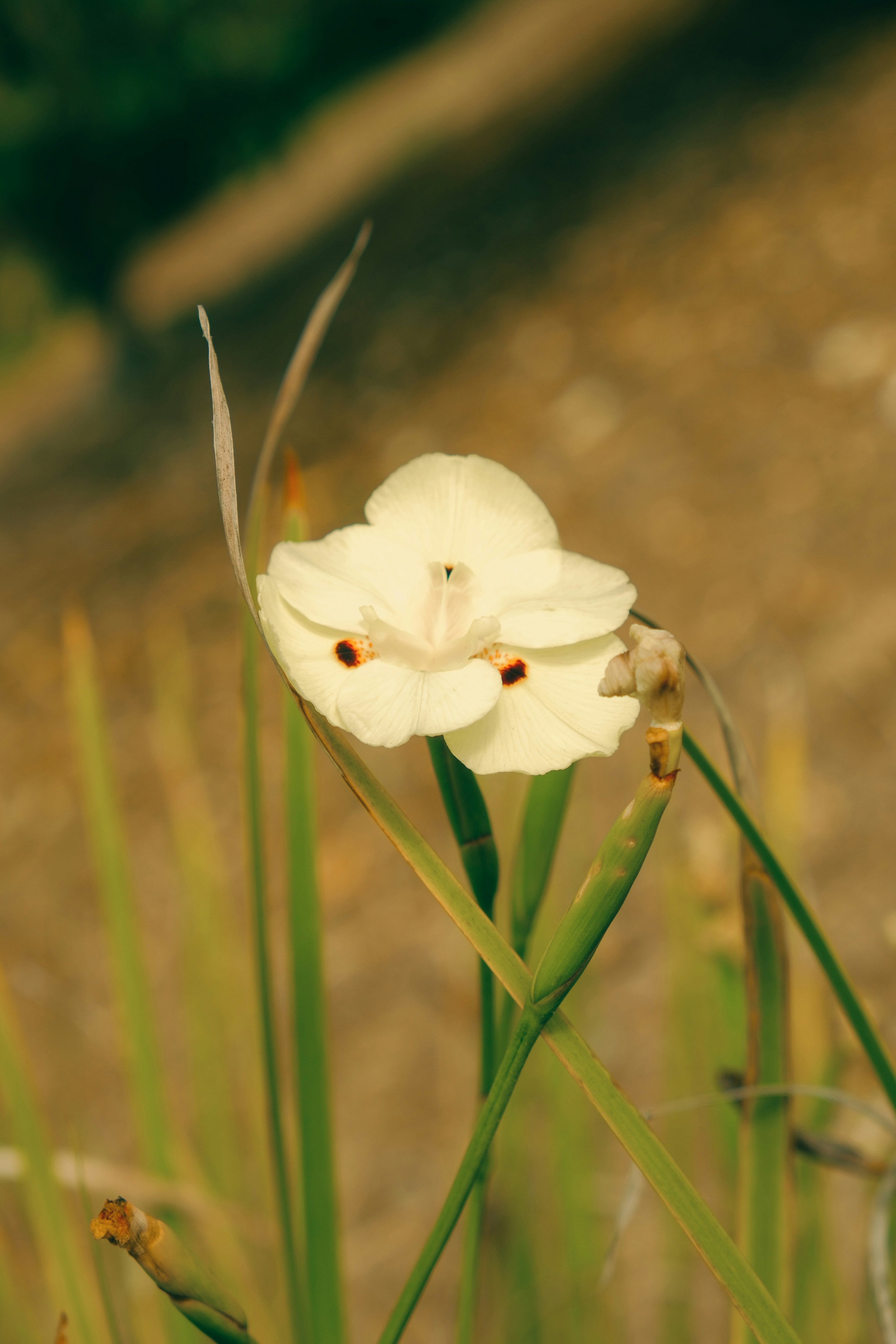 Cream Petals in a Quiet Field