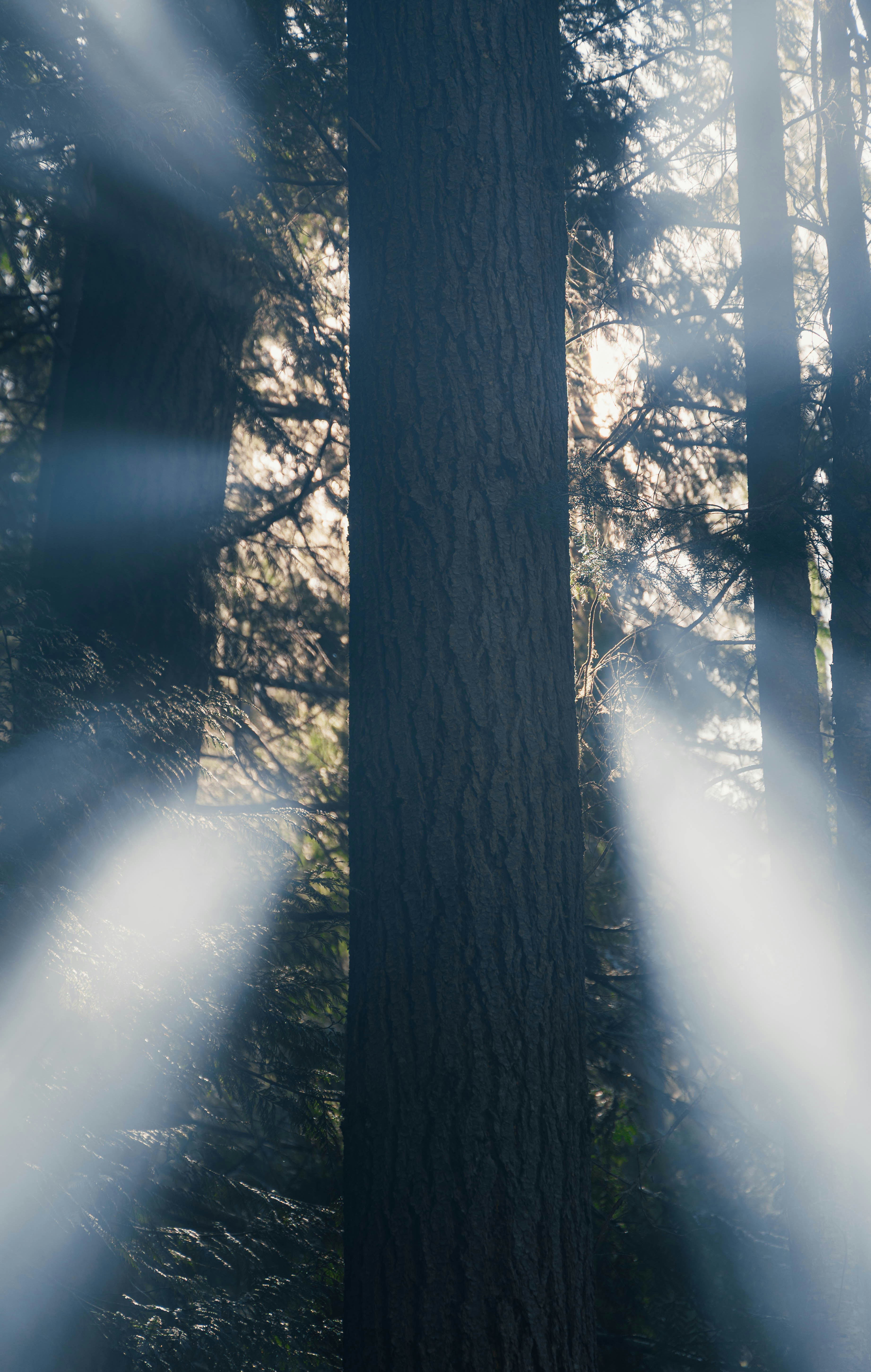 Sunlit Trunks Through A Curtain of Mist