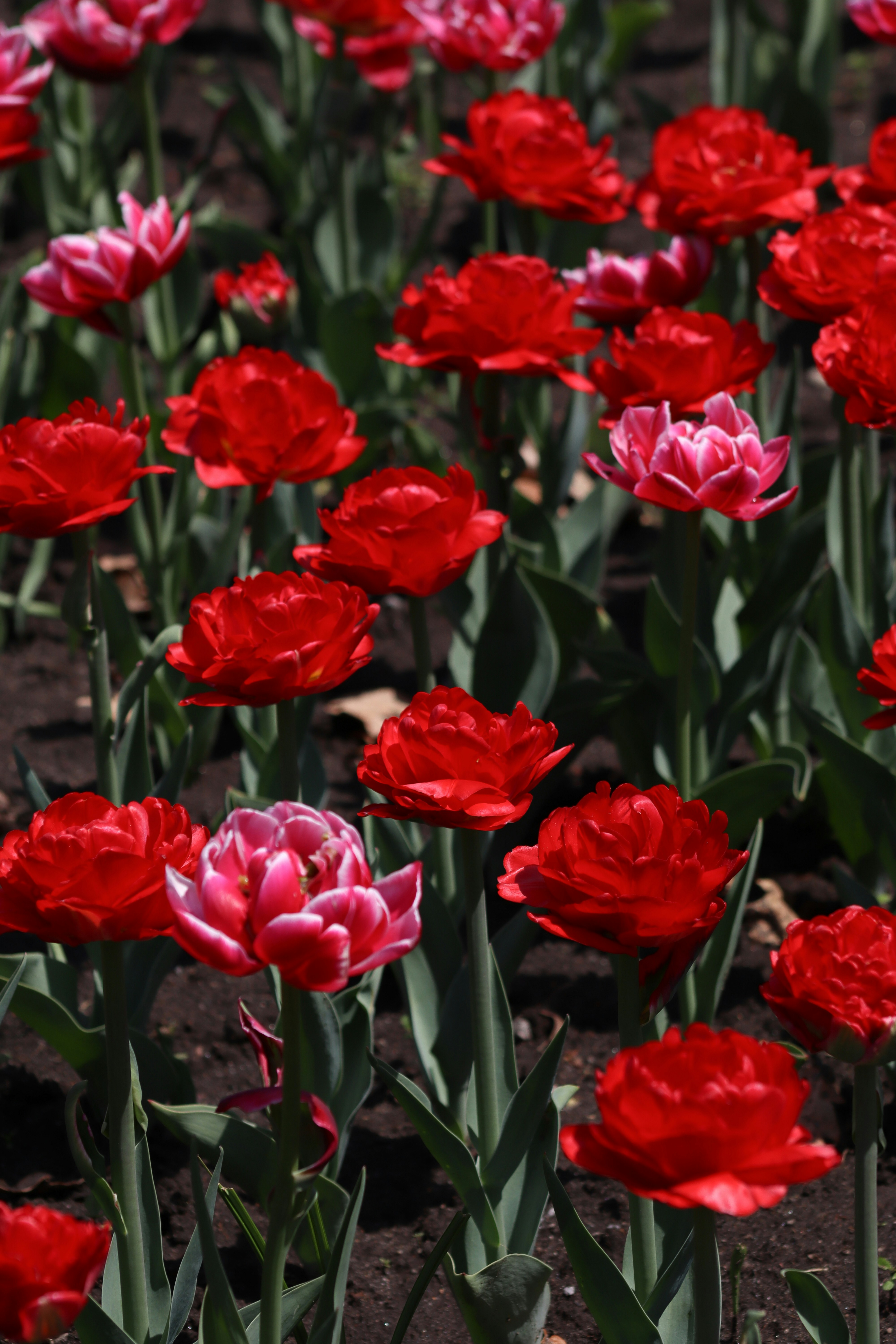 Red Tulips in a Sunlit Garden Bed