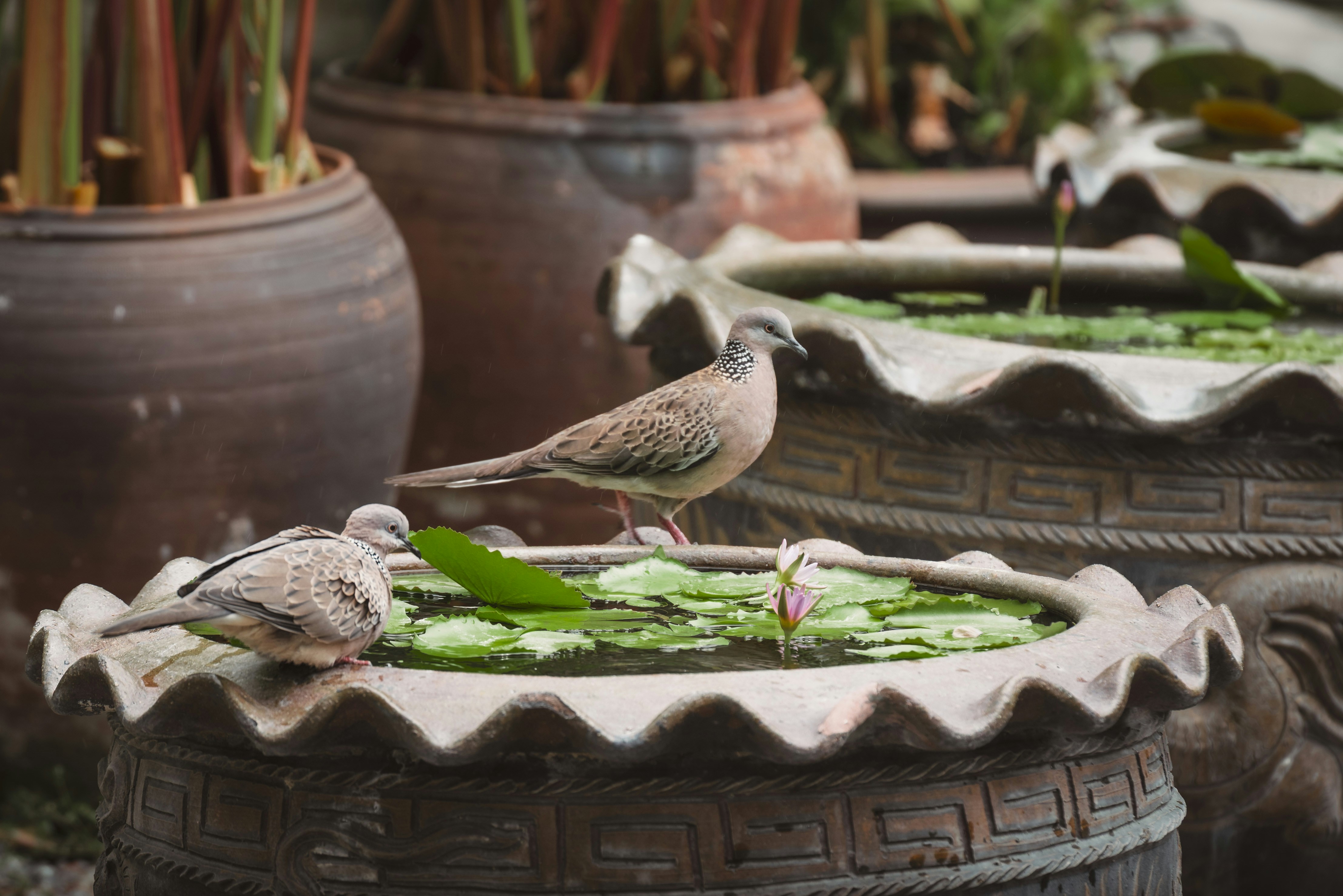 Pair of Pigeons on Ornate Water Basins in a Courtyard Garden