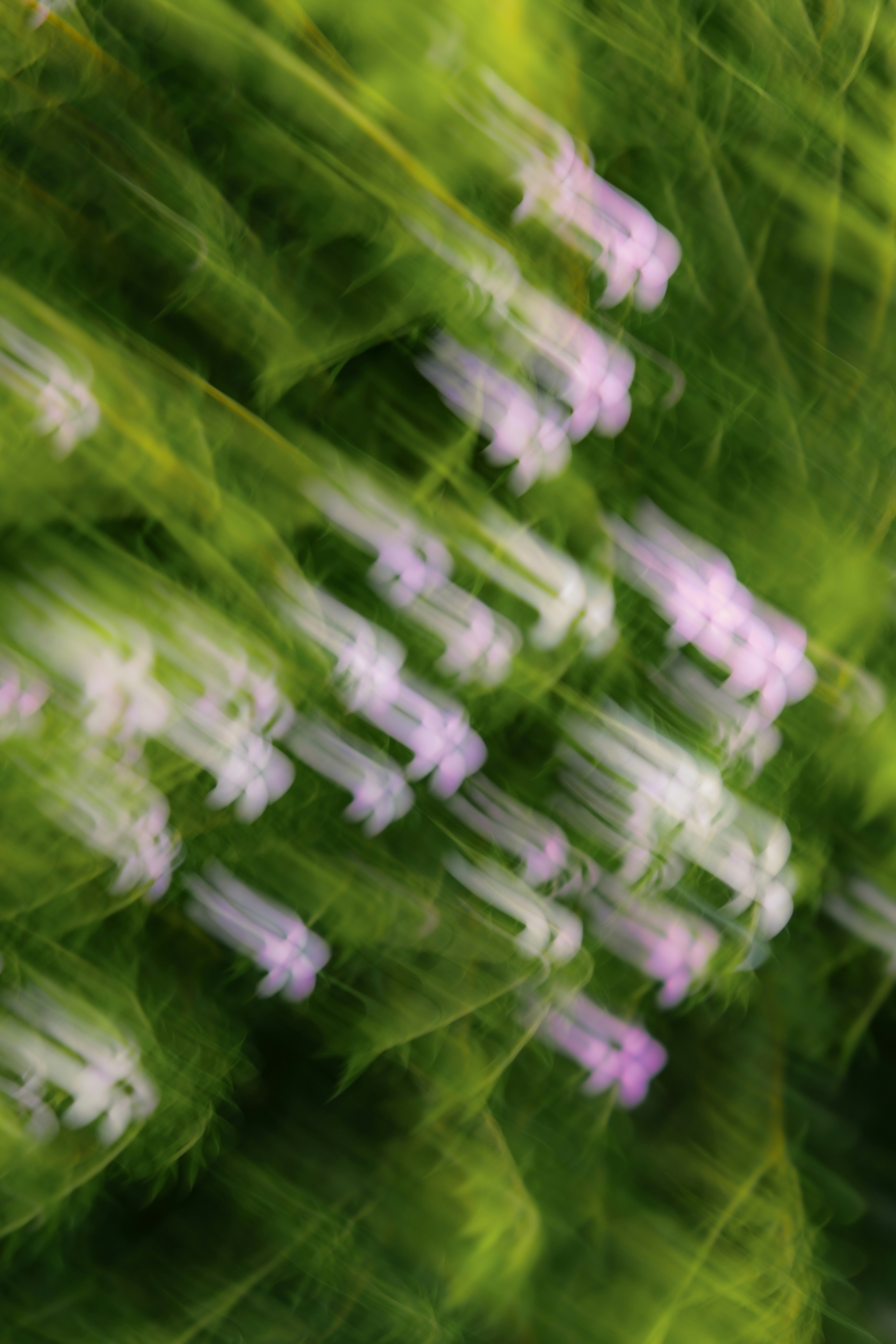 Vorticity in a Lavender Garden: Blurred Petals in Motion