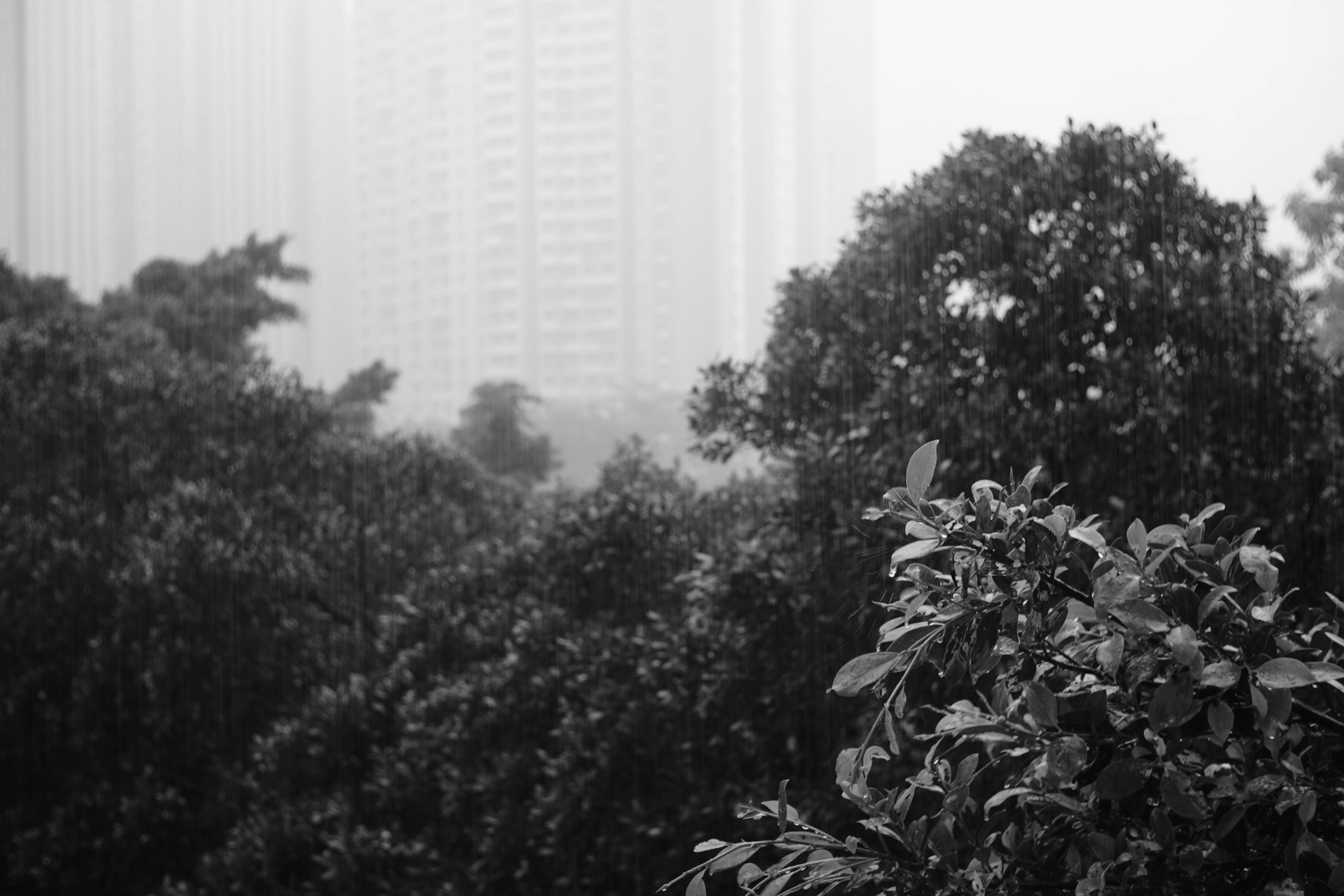 Urban Canopy in Quiet Monochrome