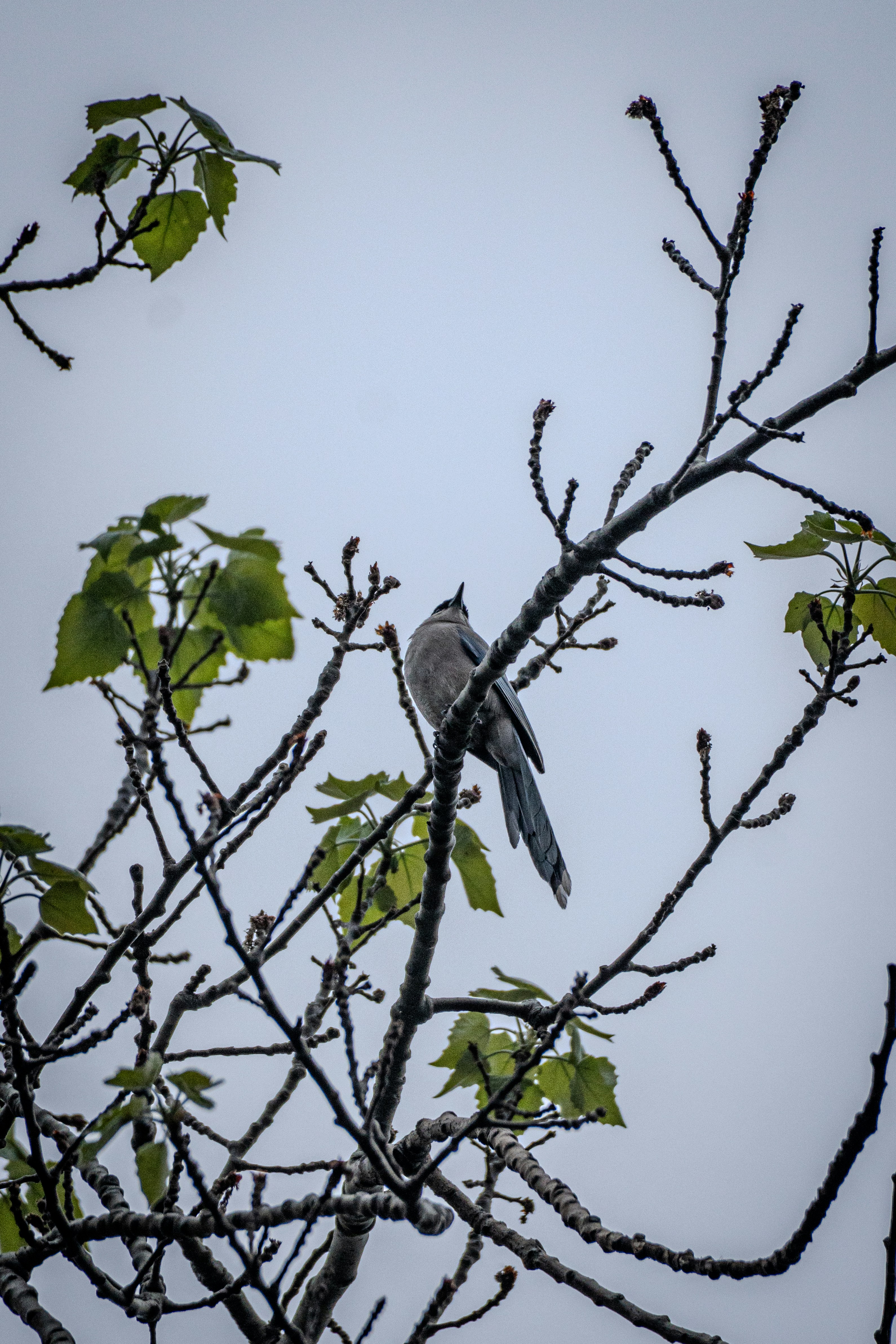 Perched Quiet: A Songbird Serene Among Winter Branches