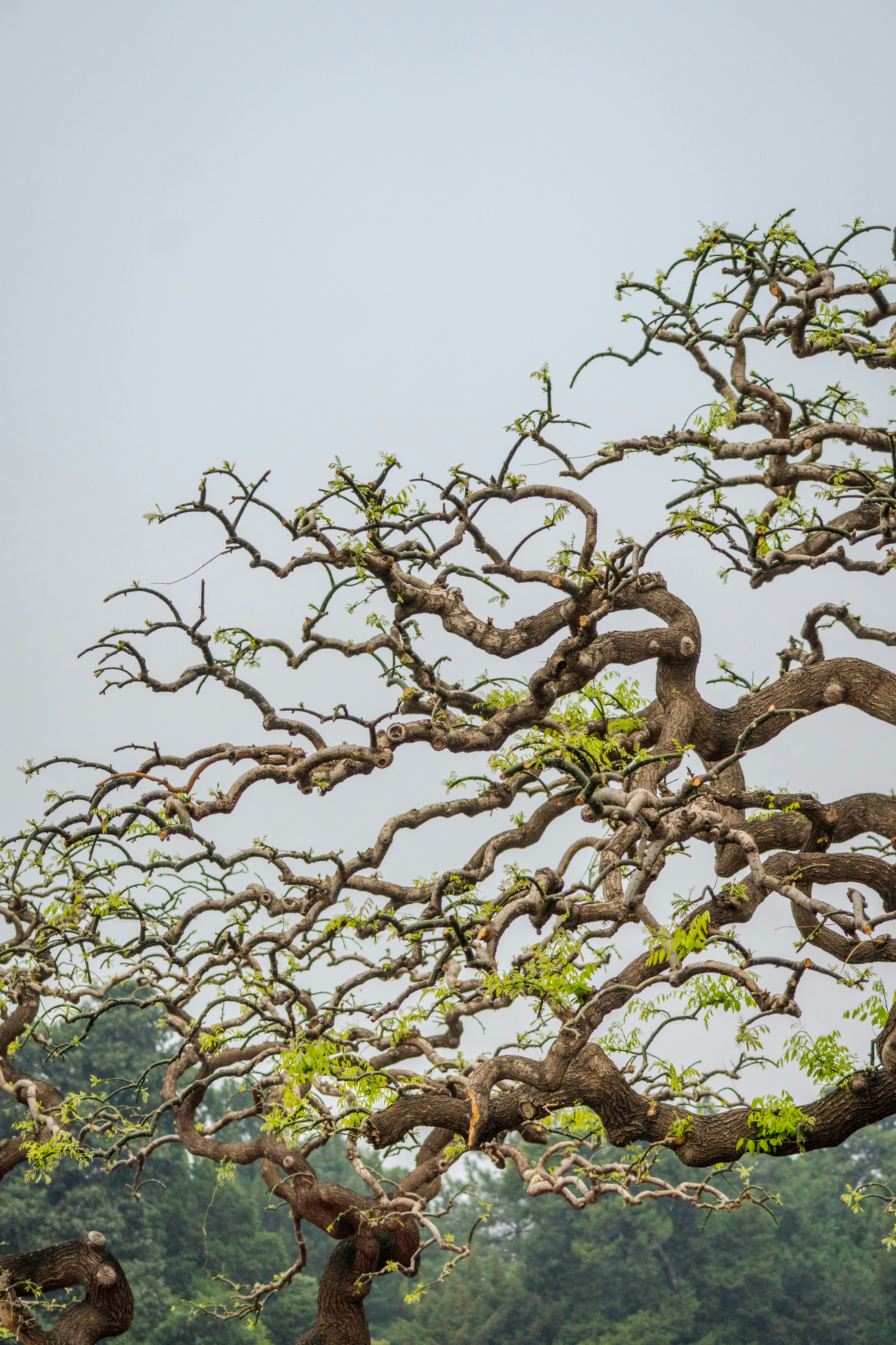 Tangled Brilliance: A Gnarled Tree Spine Reaching Toward a Pale Sky