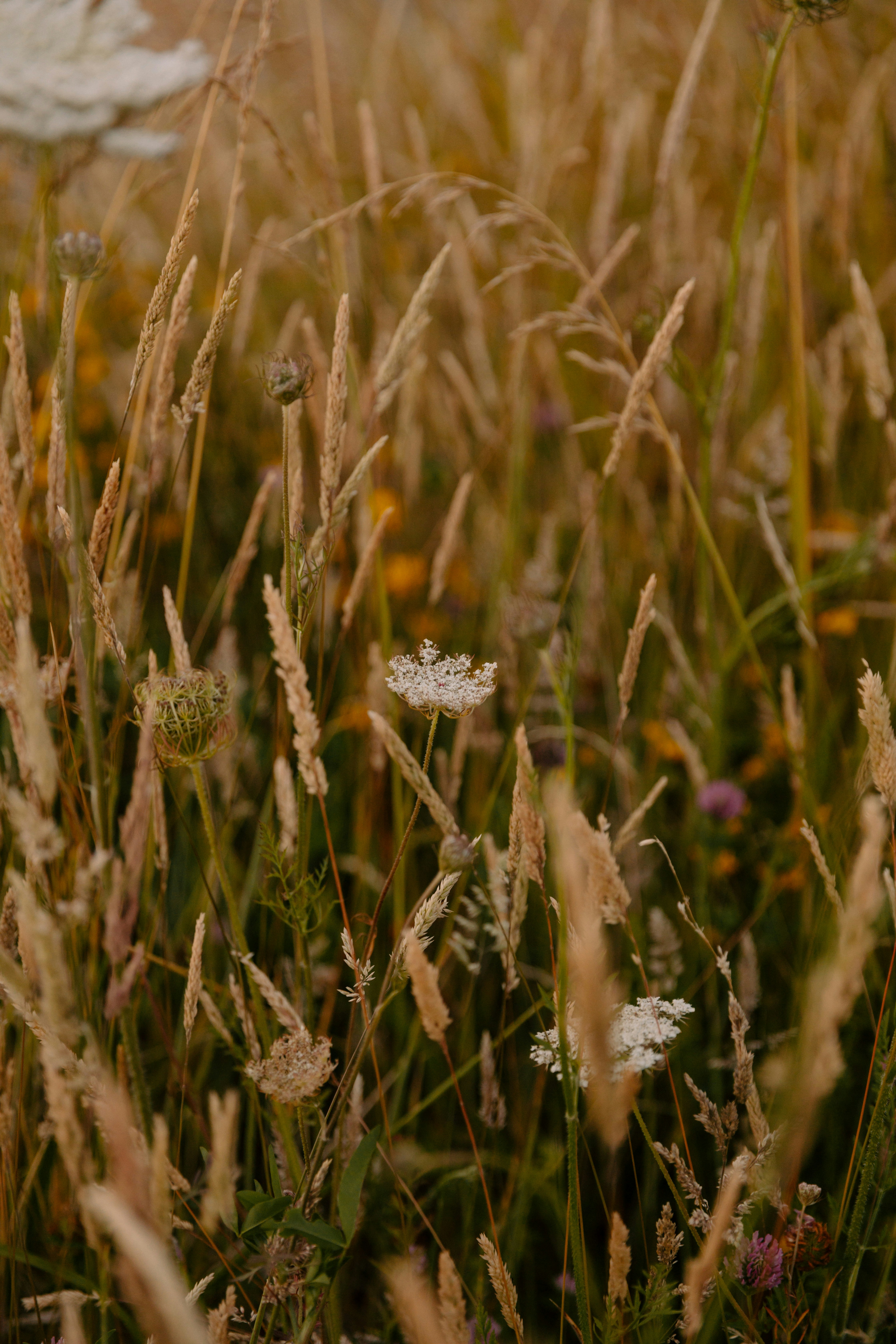 Meadow Spotlight: Wildflowers and Seed Heads in Warm Late Afternoon Light