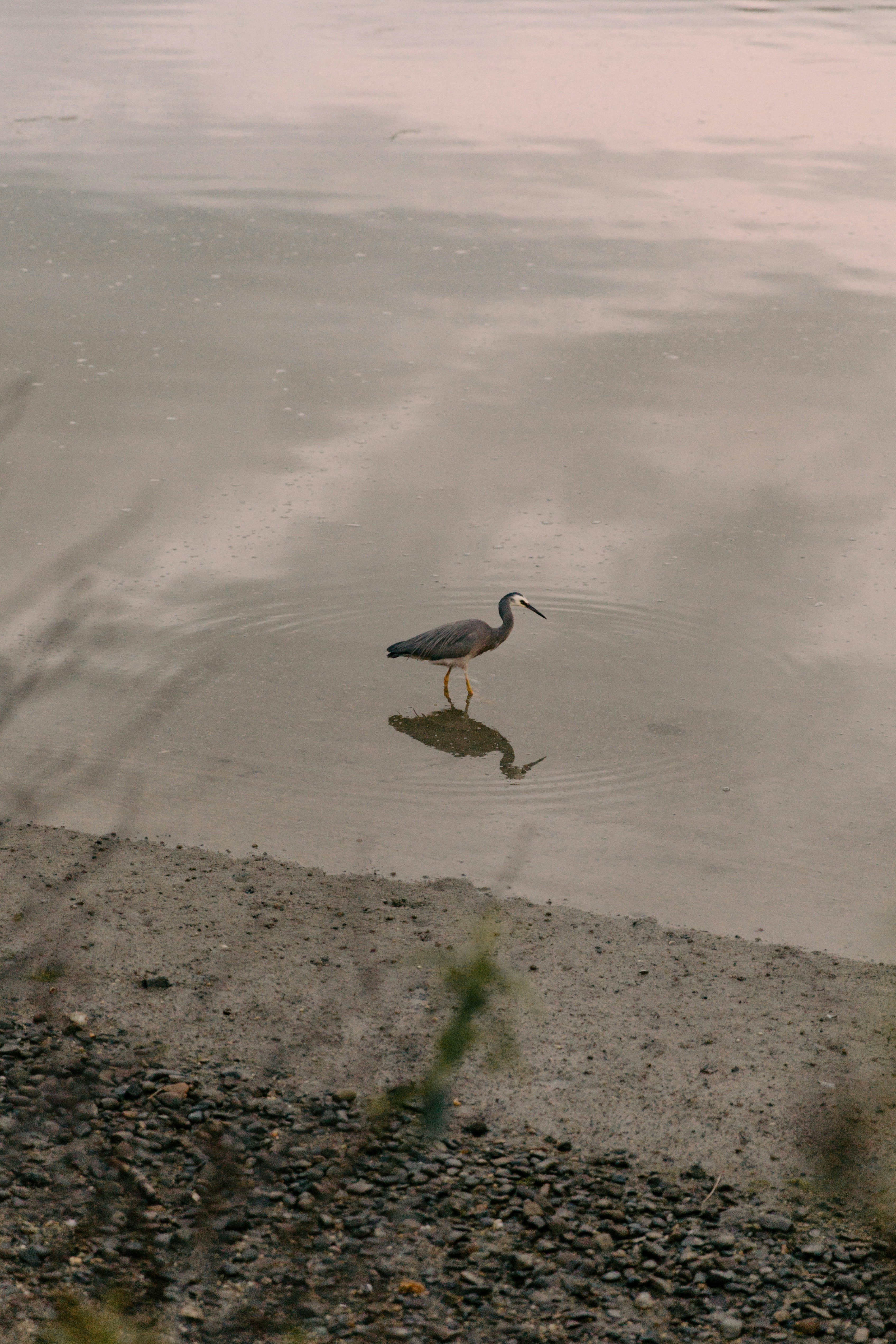 Reflections of a Shoreline Crane at Dusk