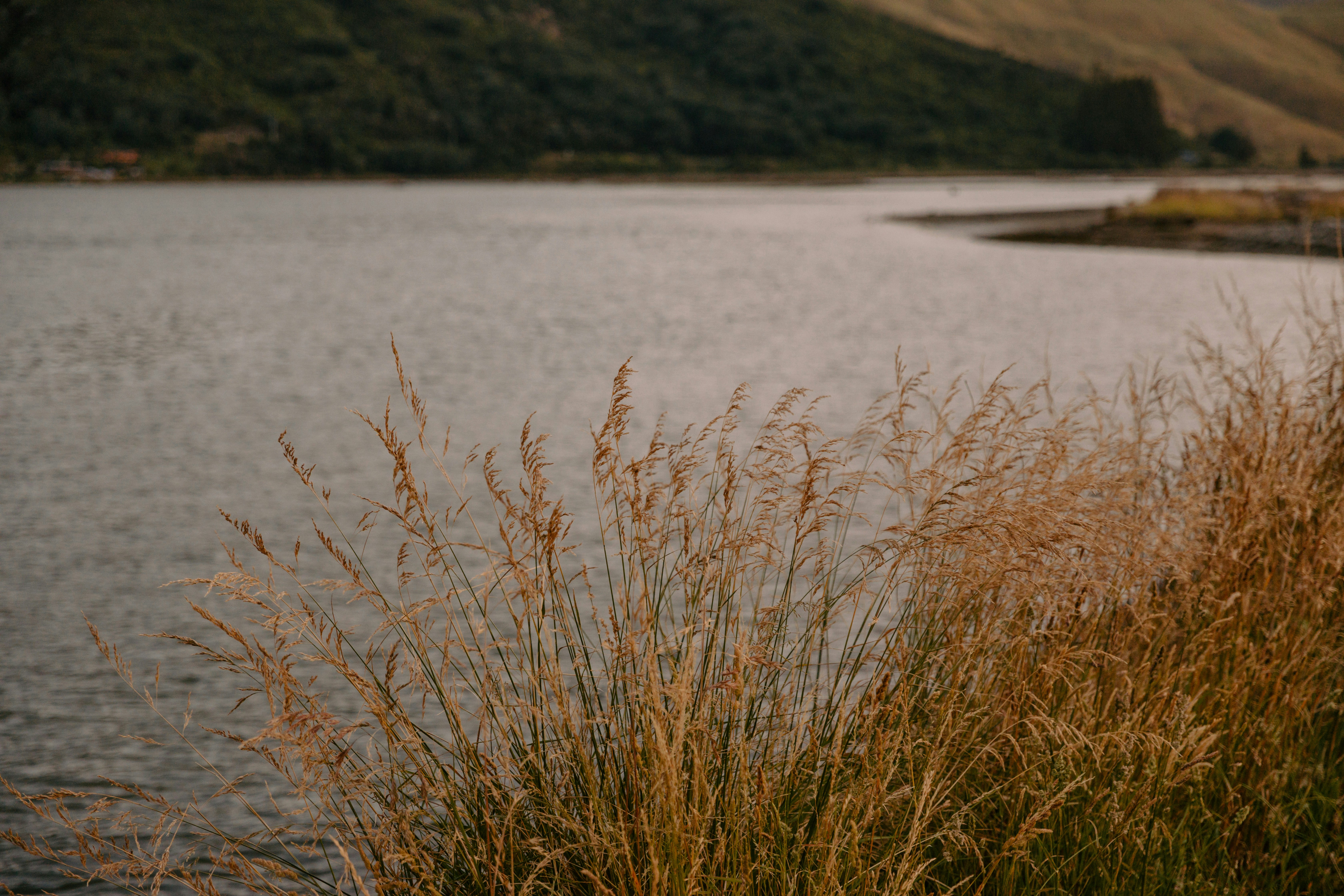 Golden Reeds By the Quiet Lake