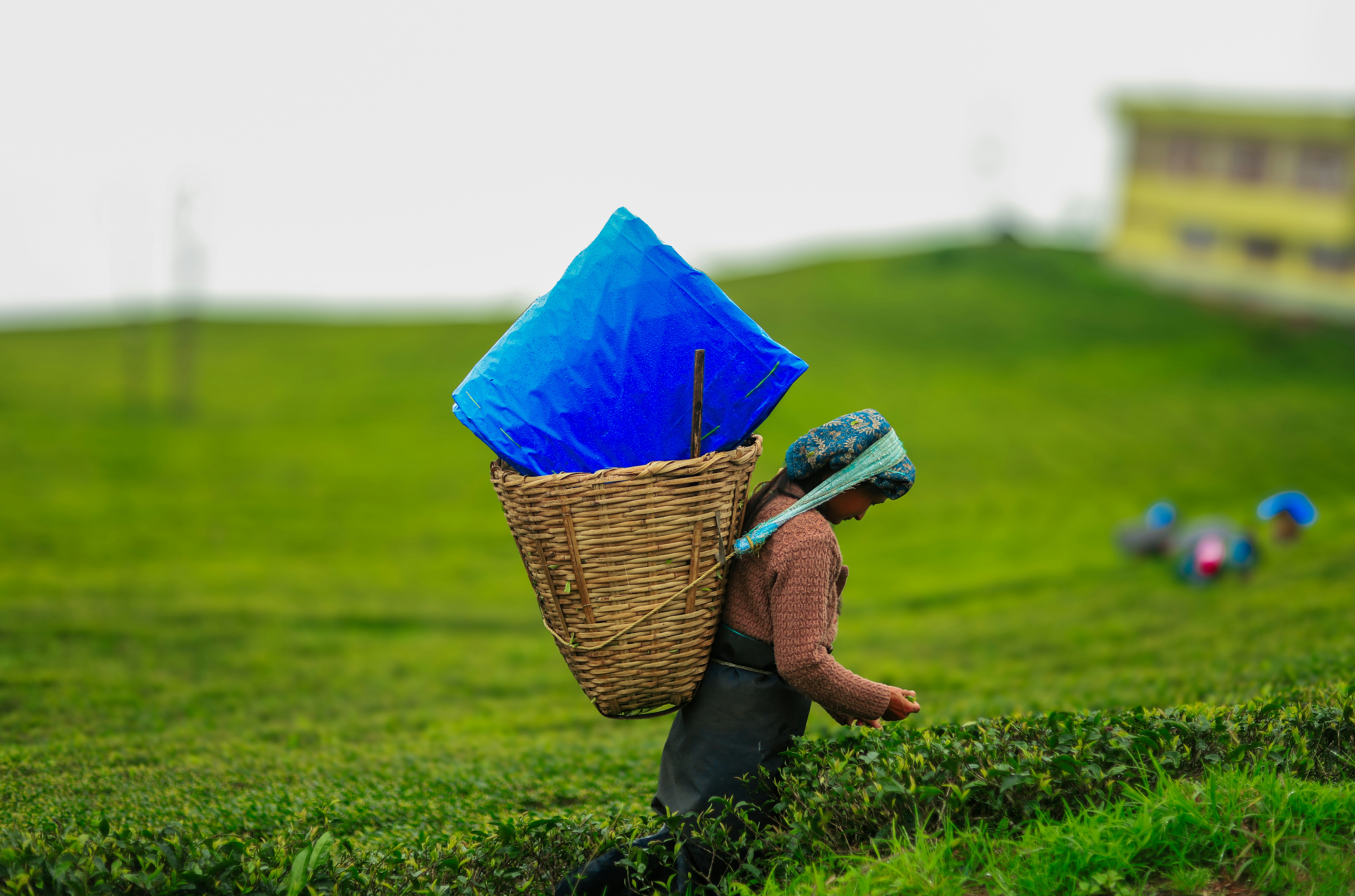Carrier of a Blue Parasol: A Market Basket Amid Rolling Green Slopes